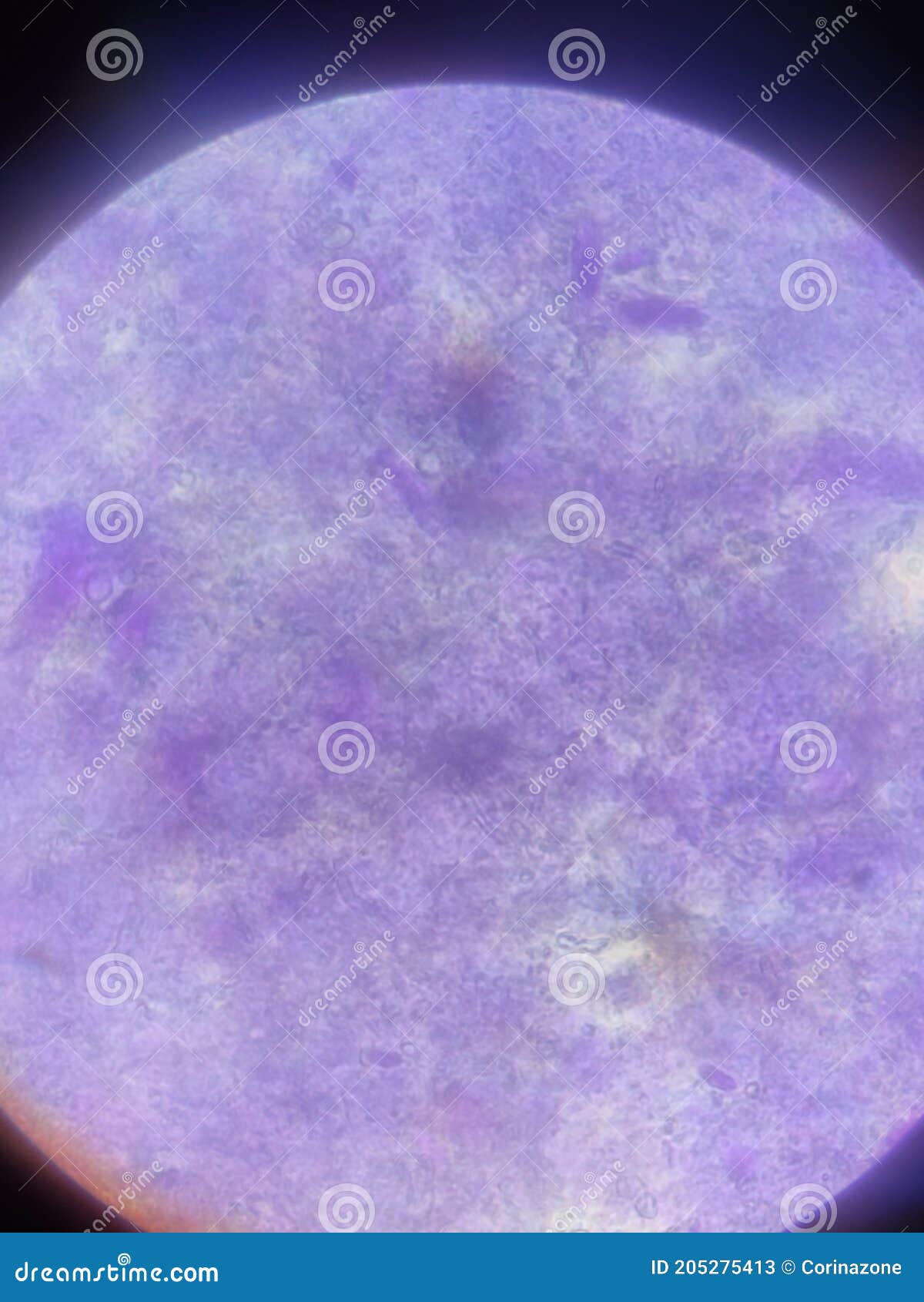 The Brain of a Pig Under the Microscope Stock Image - Image of view ...