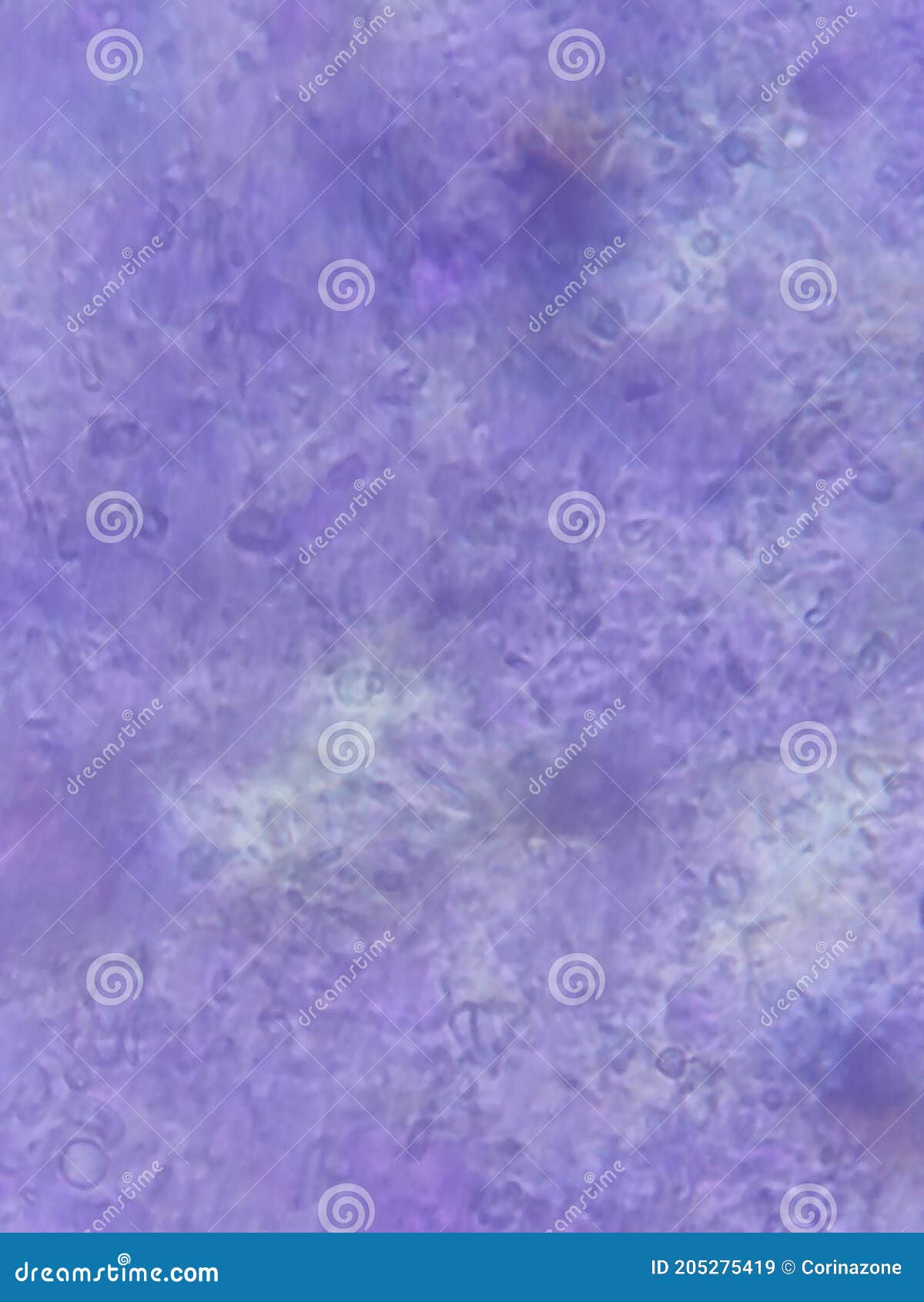 The Brain of a Pig Under the Microscope Stock Image - Image of organ ...