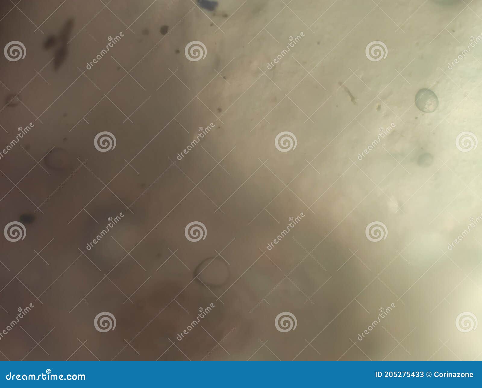 The Brain of a Pig Under the Microscope Stock Image - Image of pork ...