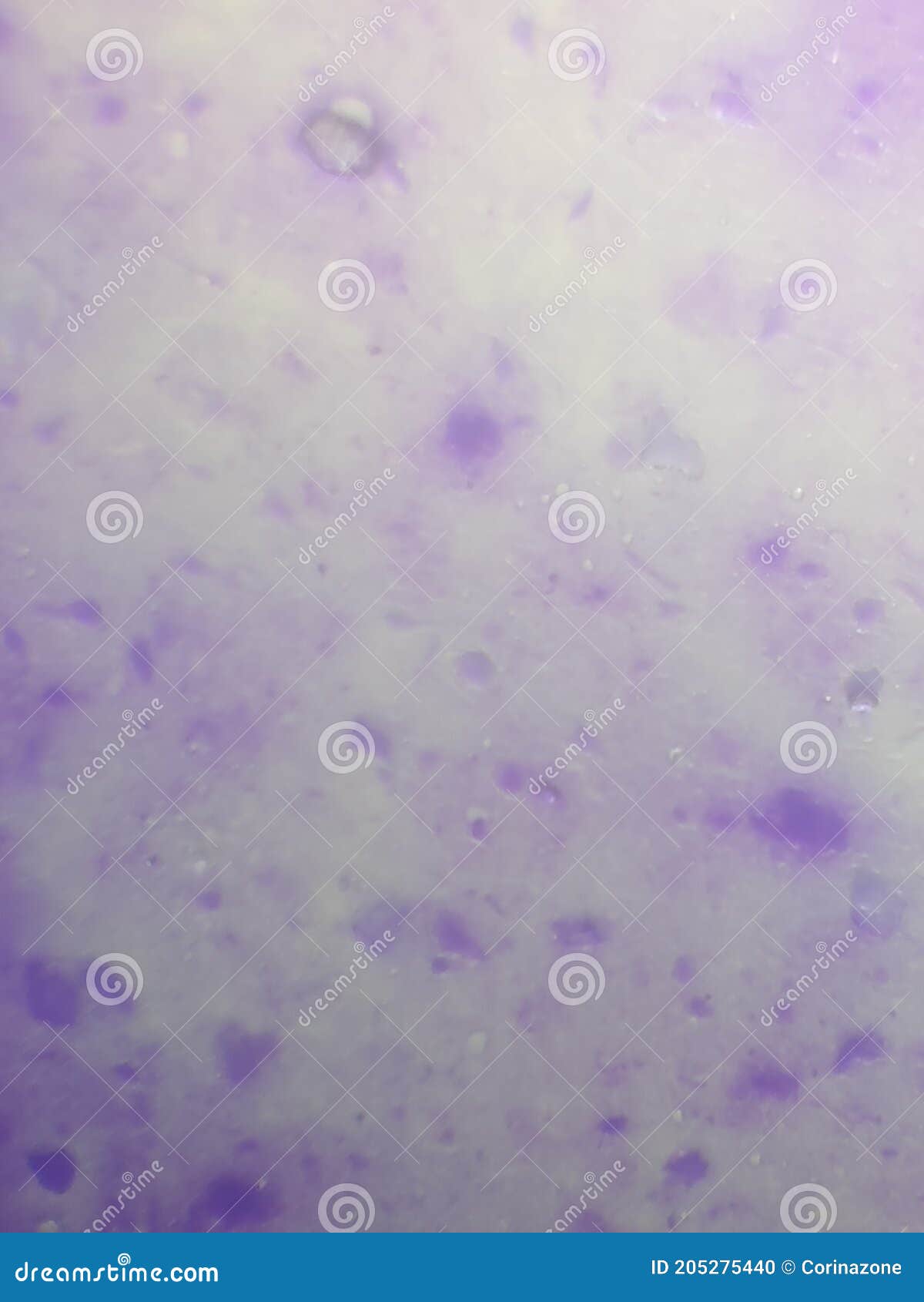 The Brain of a Pig Under the Microscope Stock Photo - Image of ...