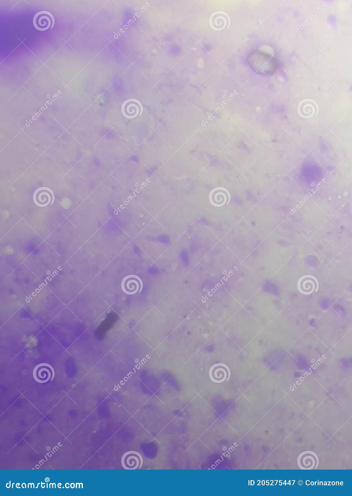 The Brain of a Pig Under the Microscope Stock Image - Image of ...