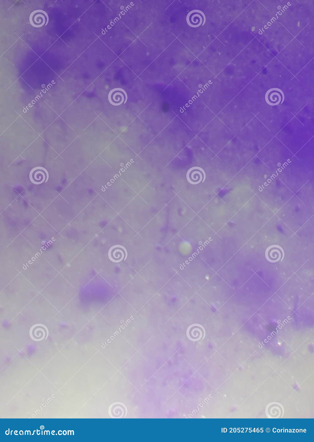 The Brain of a Pig Under the Microscope Stock Image - Image of neurons ...