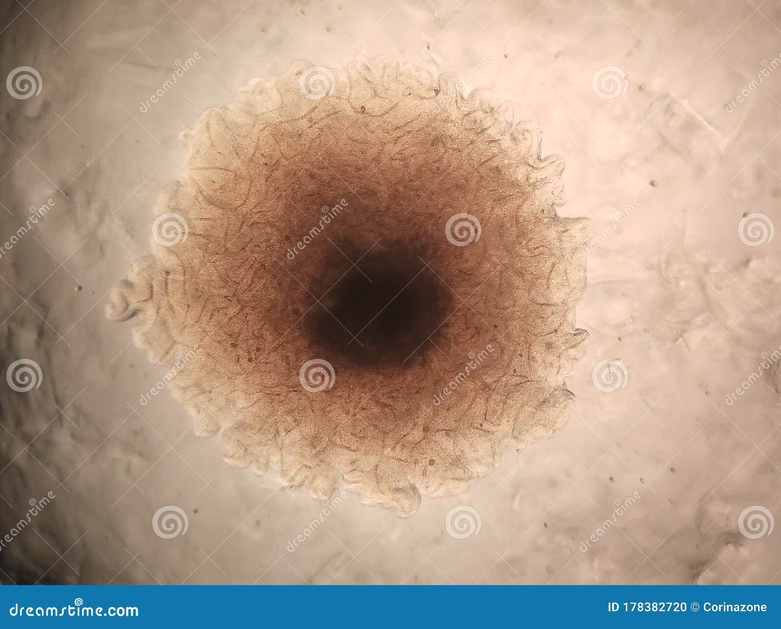 Bacillus Subtilis Bacteria Colony Microscopy Stock Photo - Image of ...