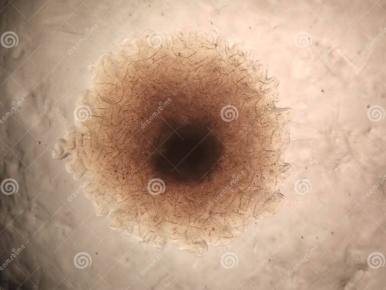 Bacillus Subtilis Bacteria Colony Microscopy Stock Photo - Image of ...