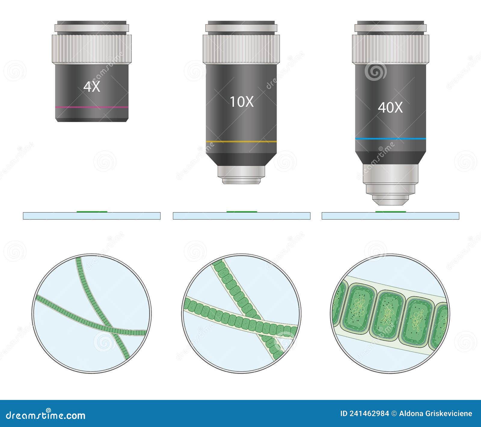 Algae Microscope 40x