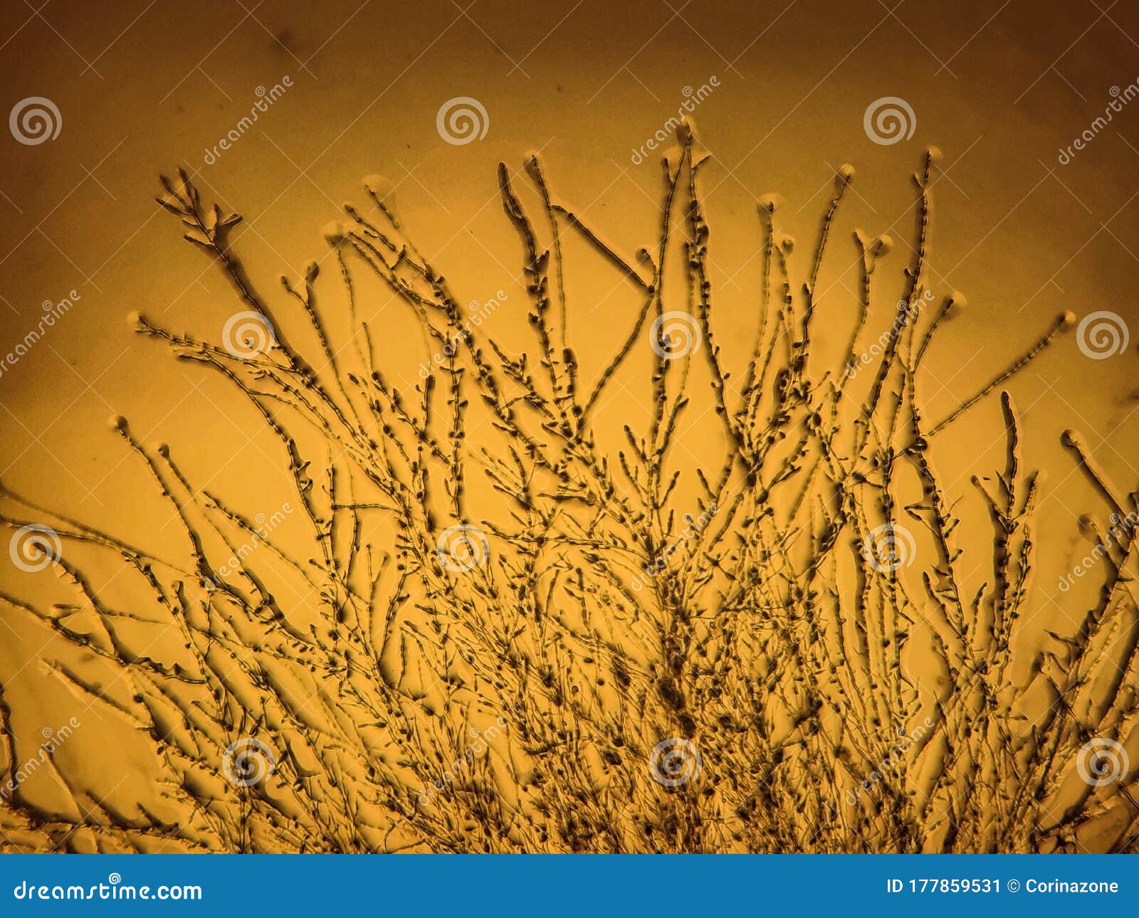 Dermatophyte Fungus Under the Microscope Stock Image - Image of growing ...