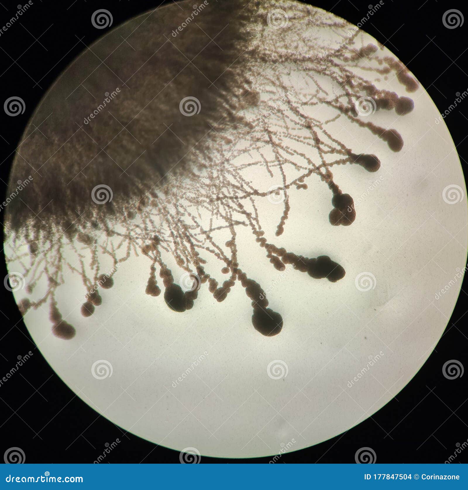 Fungal Colony Under the Microscope Stock Photo - Image of genus, fungal ...