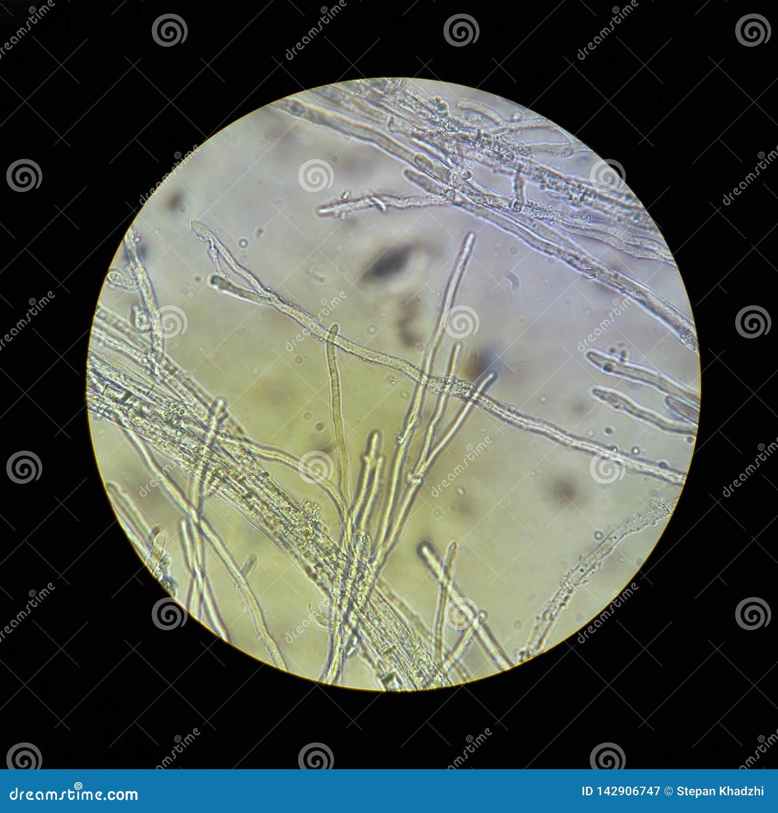 Mycelium Filaments On Coconut Fiber Mycelium. Medicines Mushroom ...