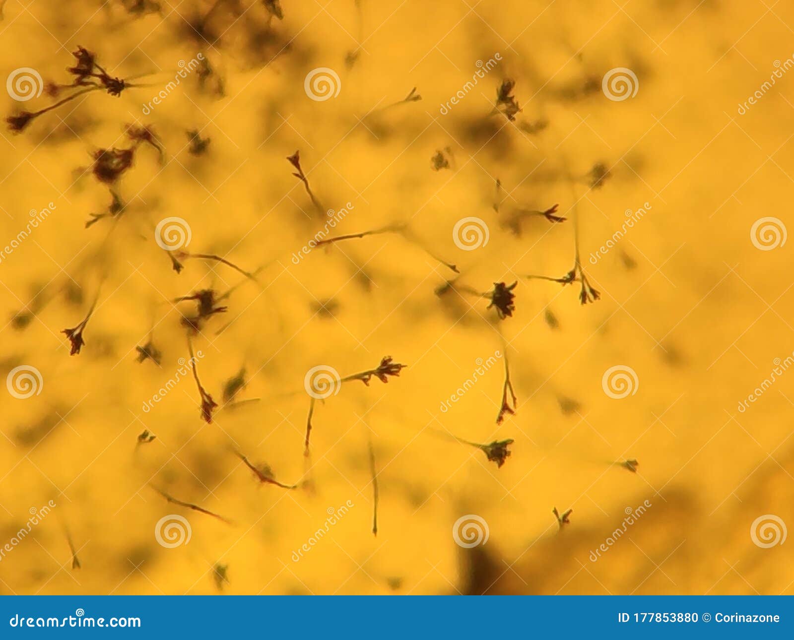 Aspergillus Fumigatus, Microscope View of the Mycellium Stock Photo ...