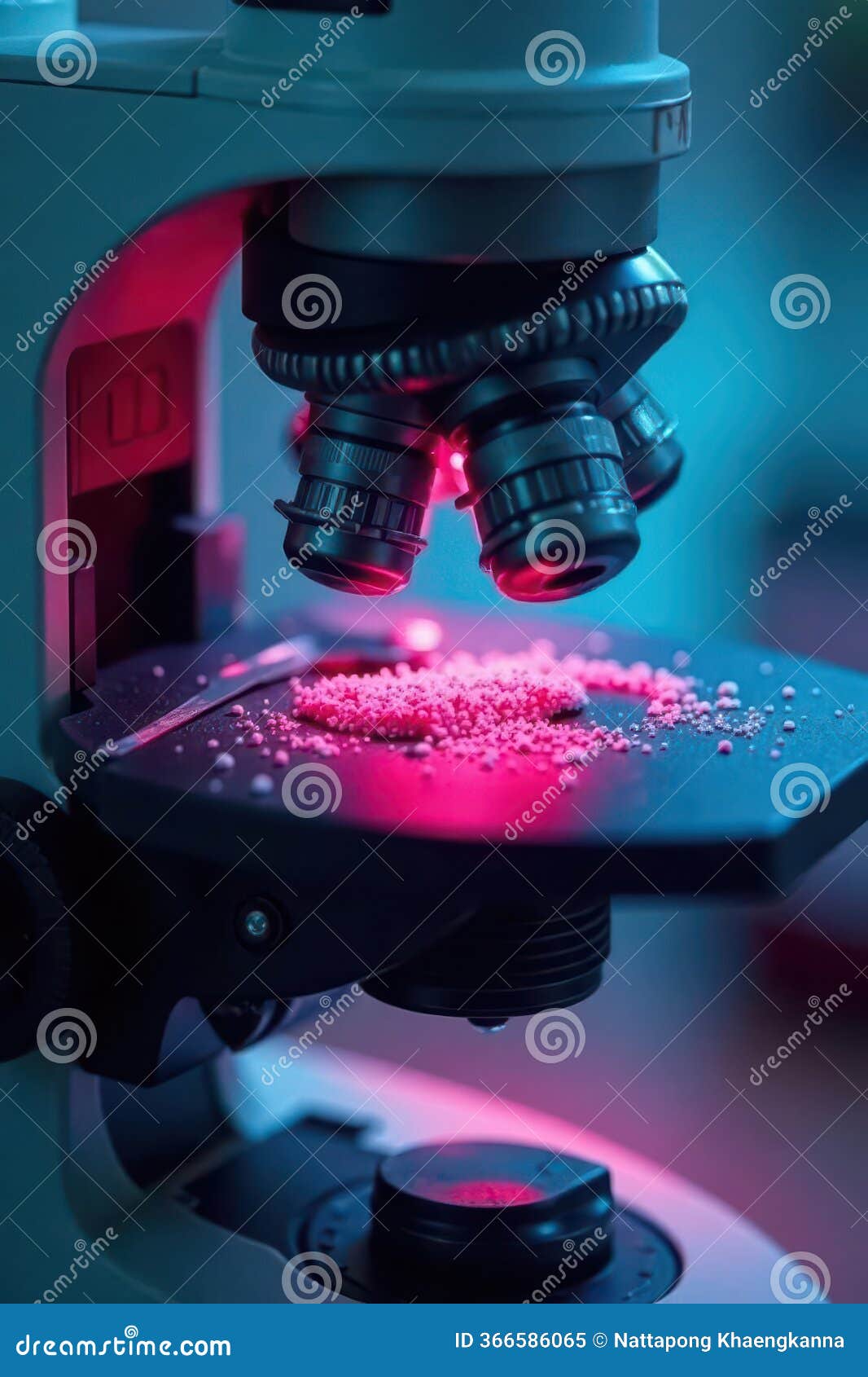 Microscope View Of Fungal Spores. Royalty-Free Stock Image ...