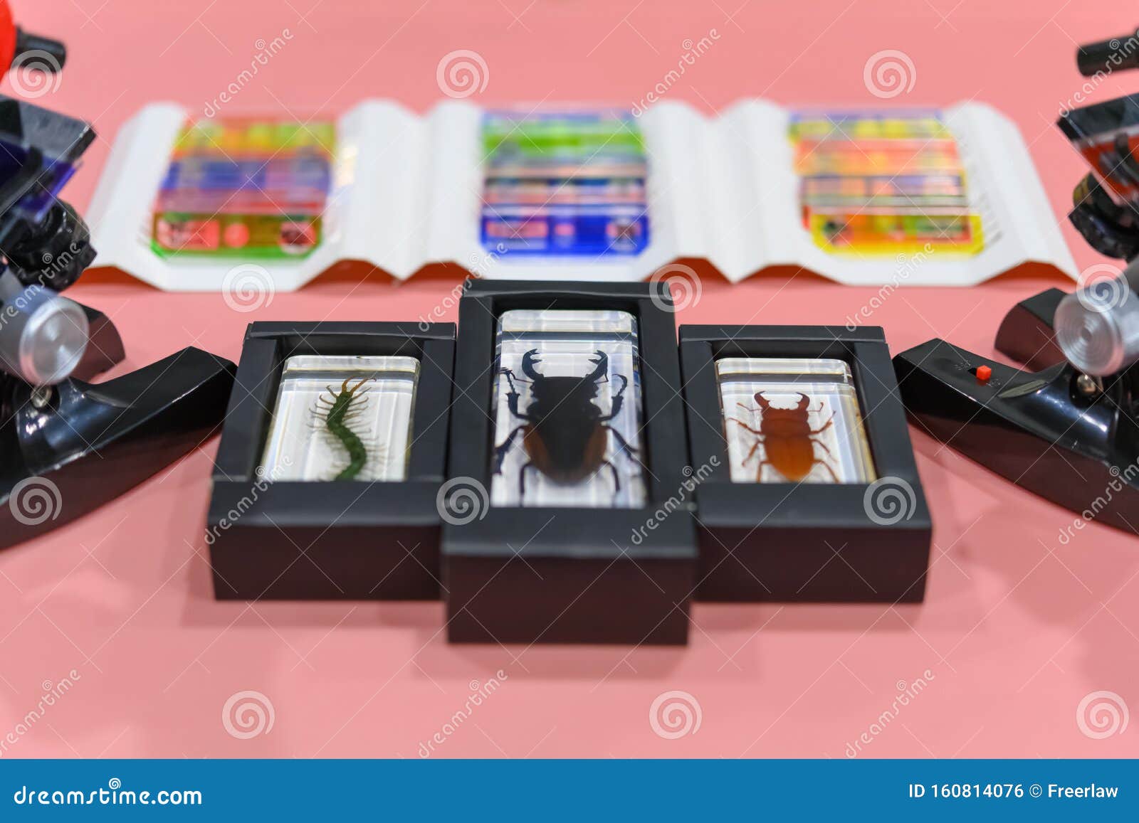 Microscopes with Several Insect Specimens & Sample Slices Nearby Stock ...