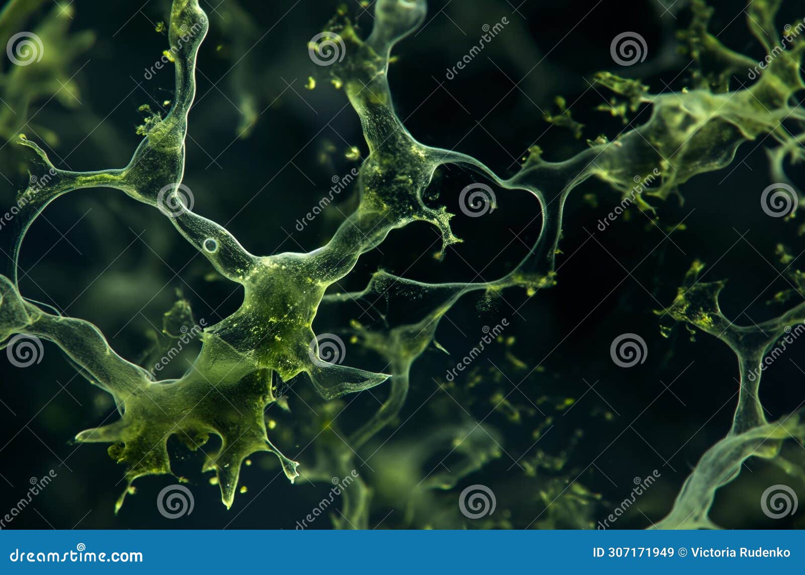 Microscopic Algae in Deep Sea Stock Image - Image of green ...