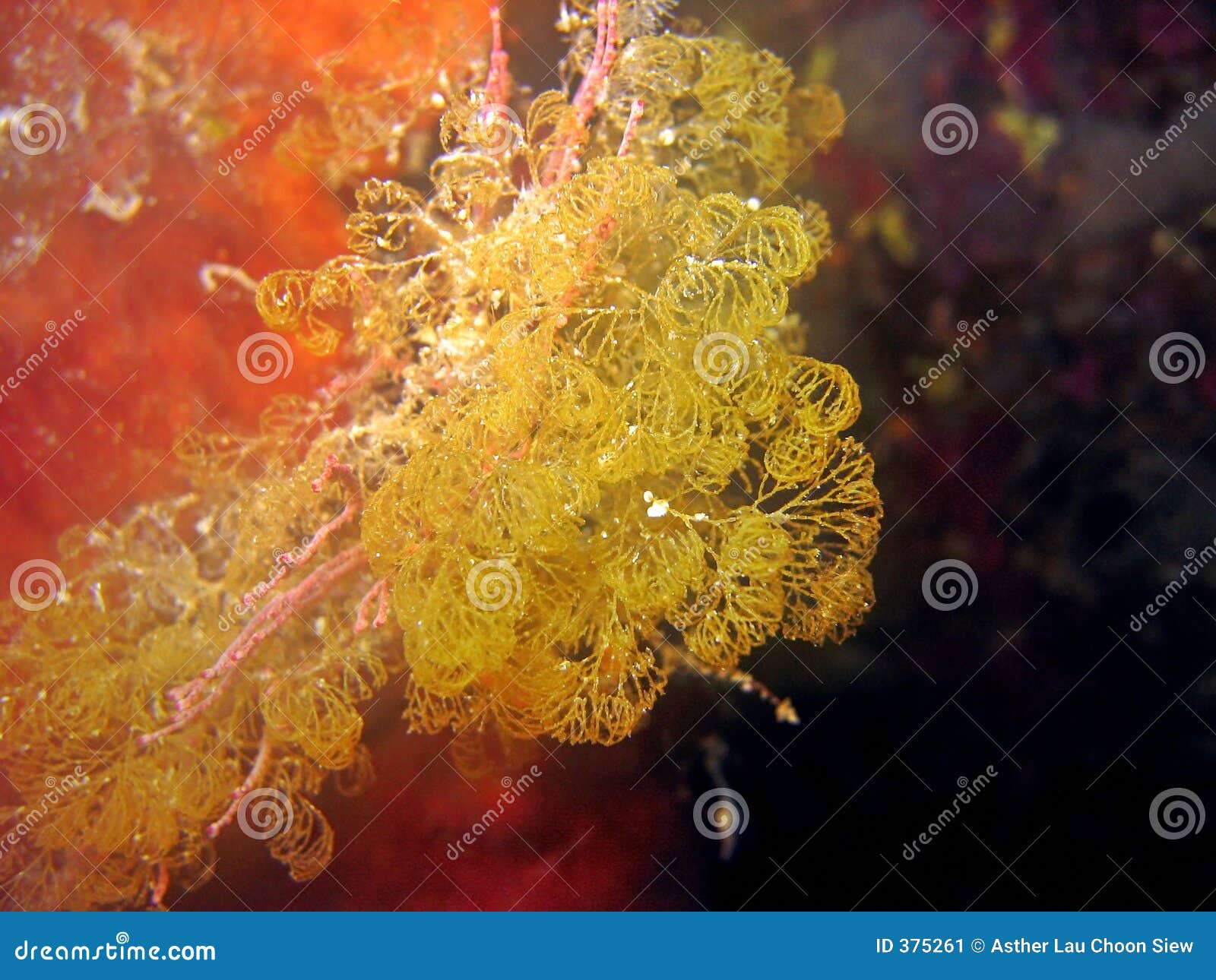 Microscopic Animal stock image. Image of microscopic, unique - 375261