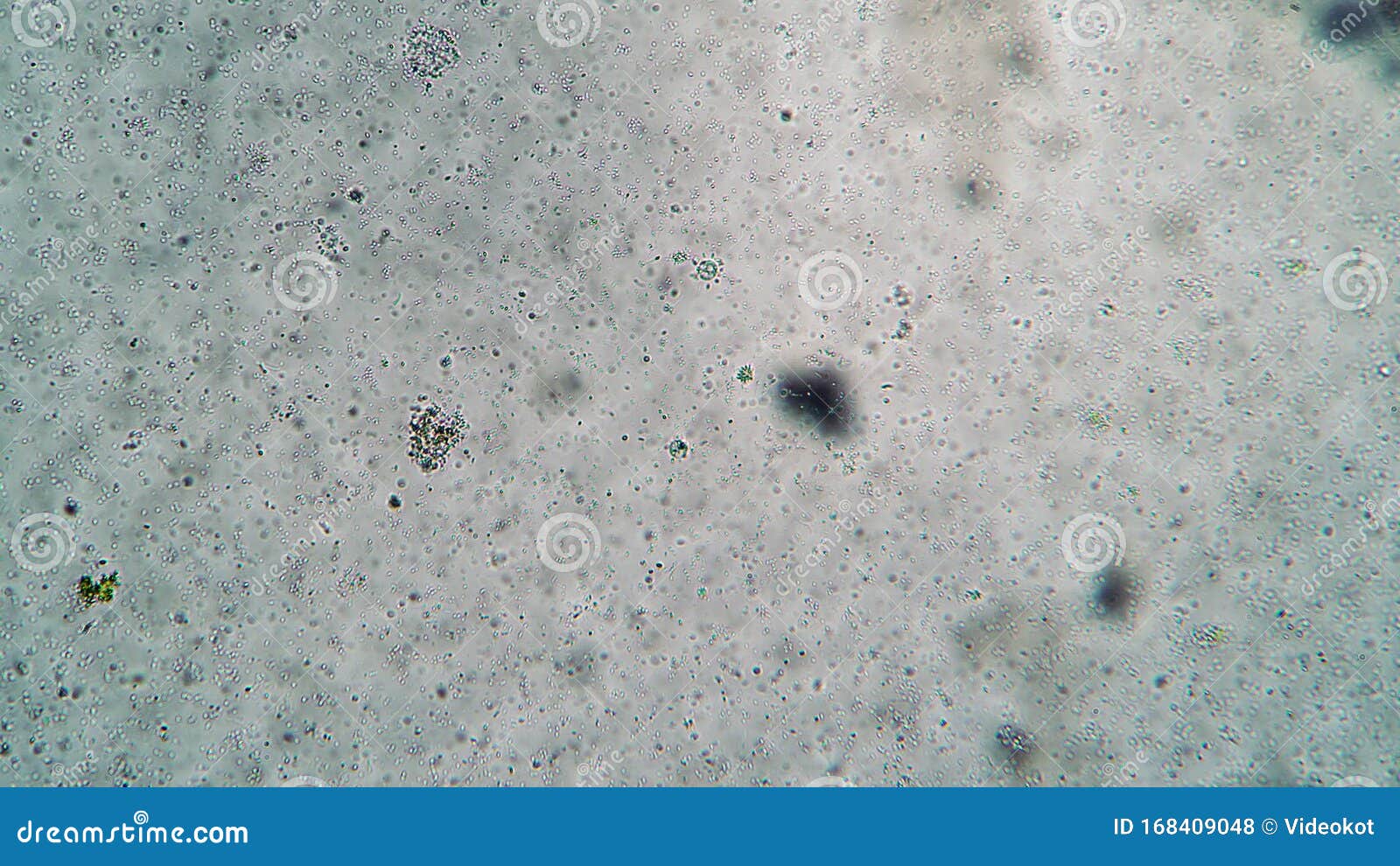 Microscopic Background of Fauna from the Simplest Single-celled ...