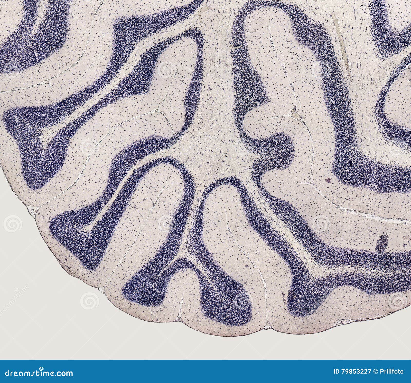 Microscopic brain detail stock image. Image of histology - 79853227