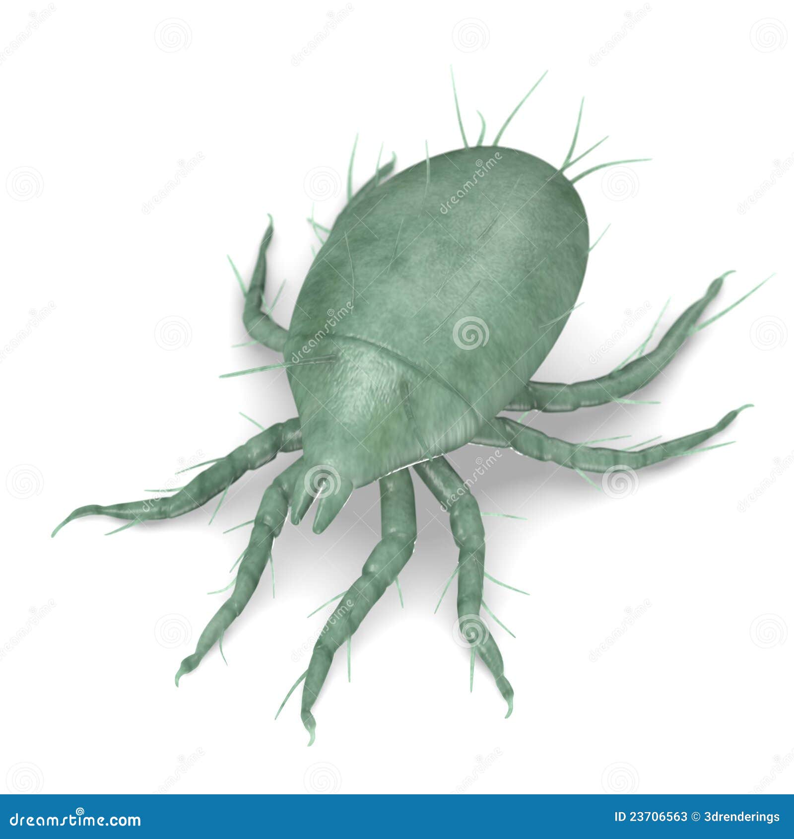 Mite Bug - Microscopic View Stock Photo | CartoonDealer.com #23706546