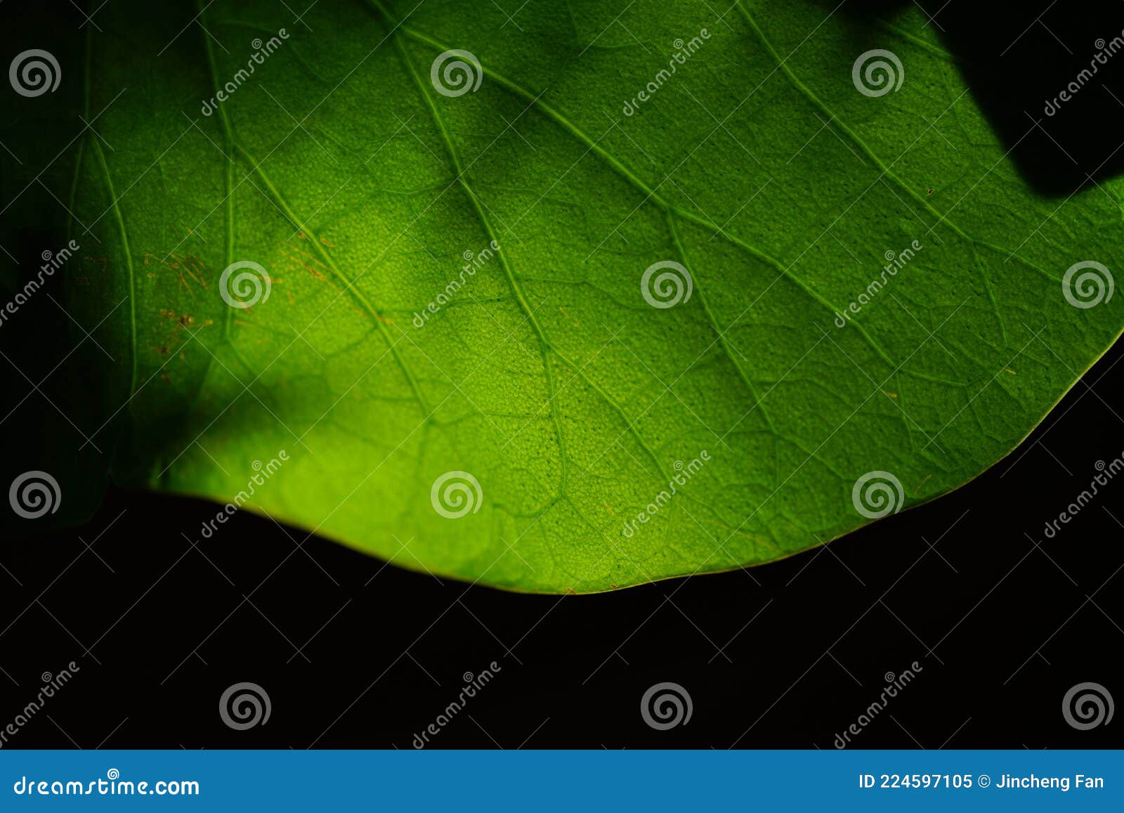 Microscopic Close-up of Lotus Leaf Stock Image - Image of nature ...