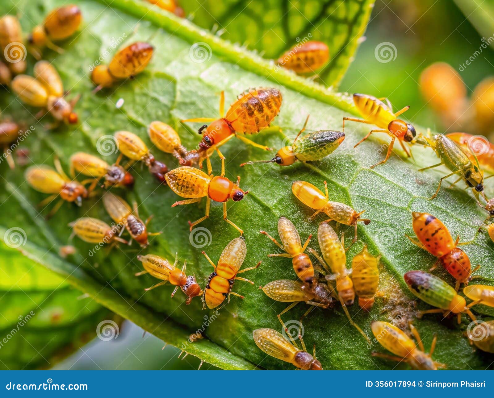 Thrips Infestation On Flowers With Detailed Texture And Blurred Bokeh ...