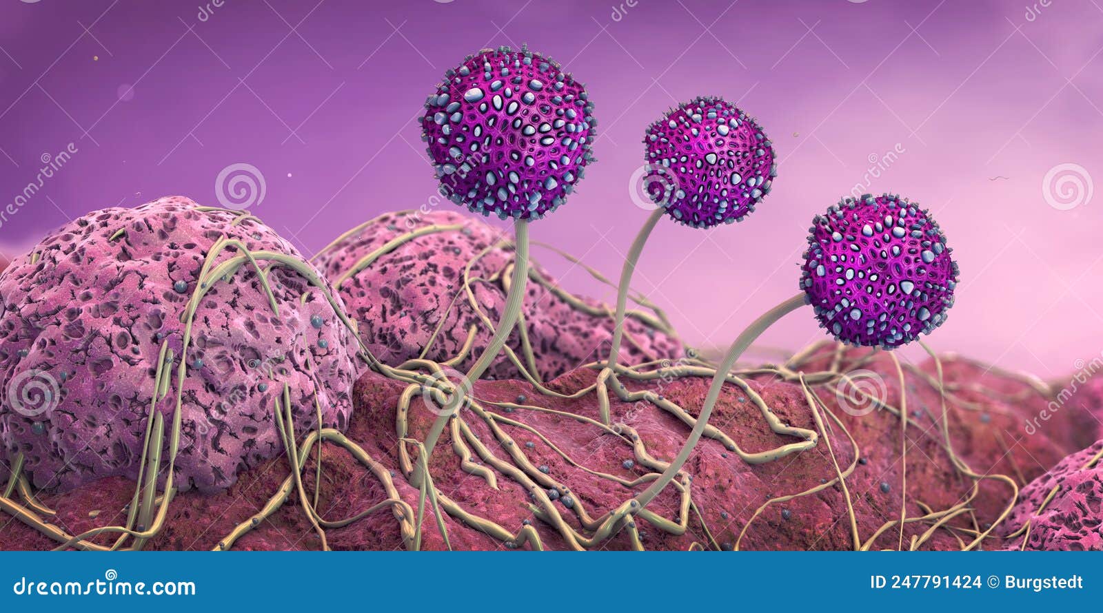 Microscopic Closeup of Growing Mildew Stock Illustration - Illustration ...