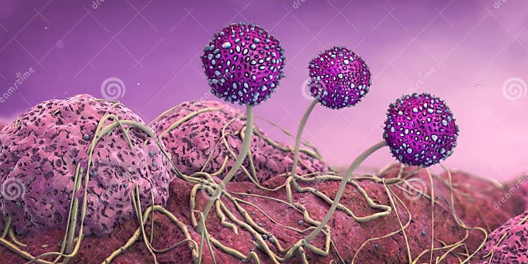 Microscopic Closeup of Growing Mildew Stock Illustration - Illustration ...