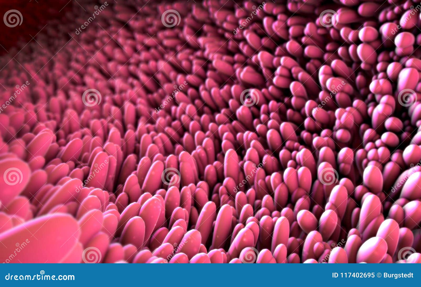 Microscopic Closeup of Intestine Villus Stock Illustration ...