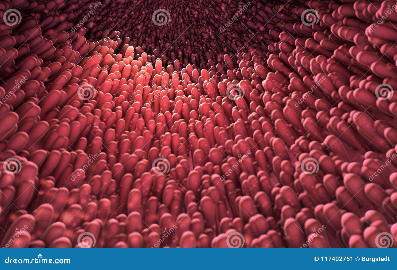 Microscopic Closeup of Intestine Villus Stock Illustration ...