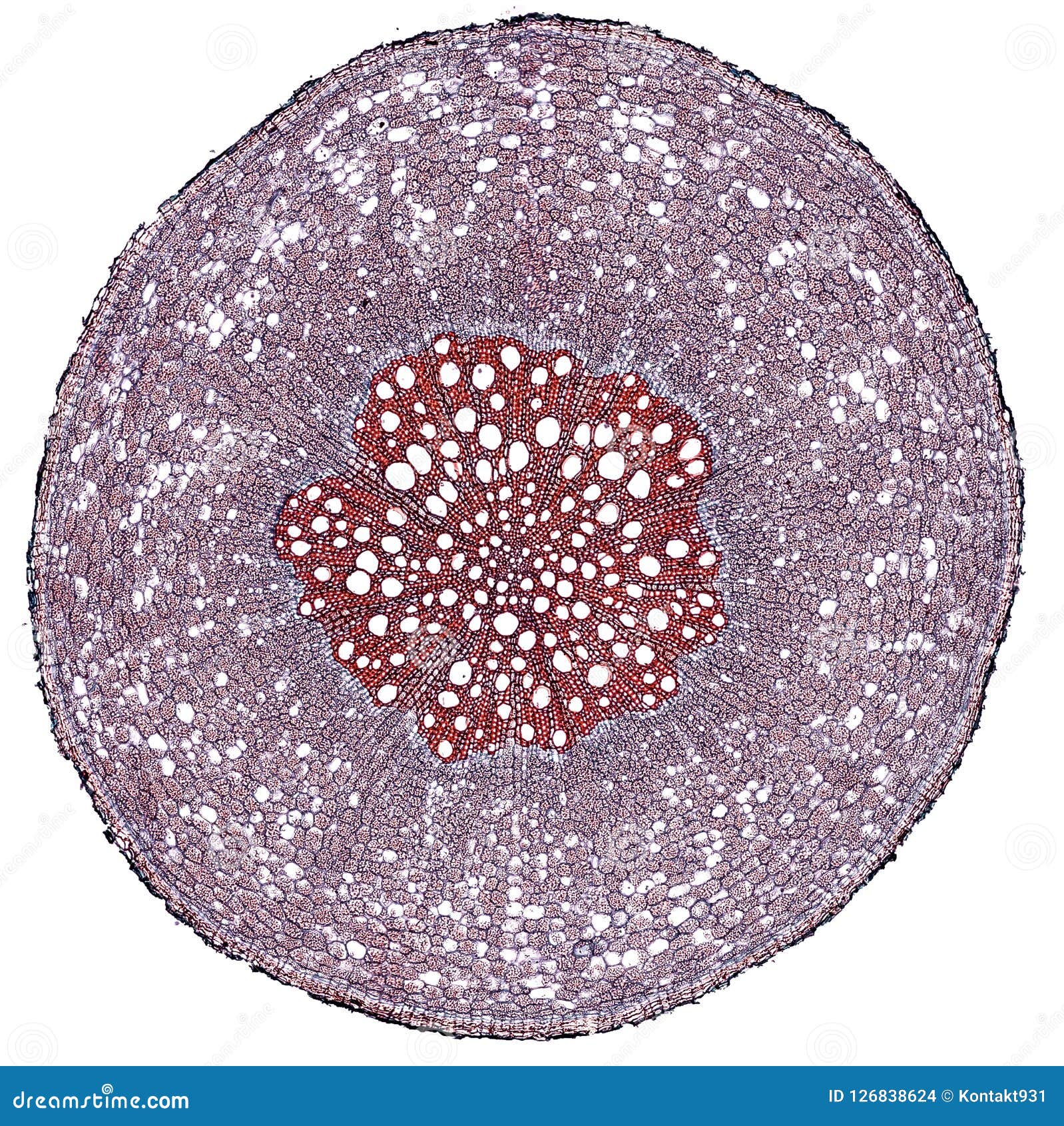 Microscopic Cross Section Cut of a Plant Stem Under the Microscope ...