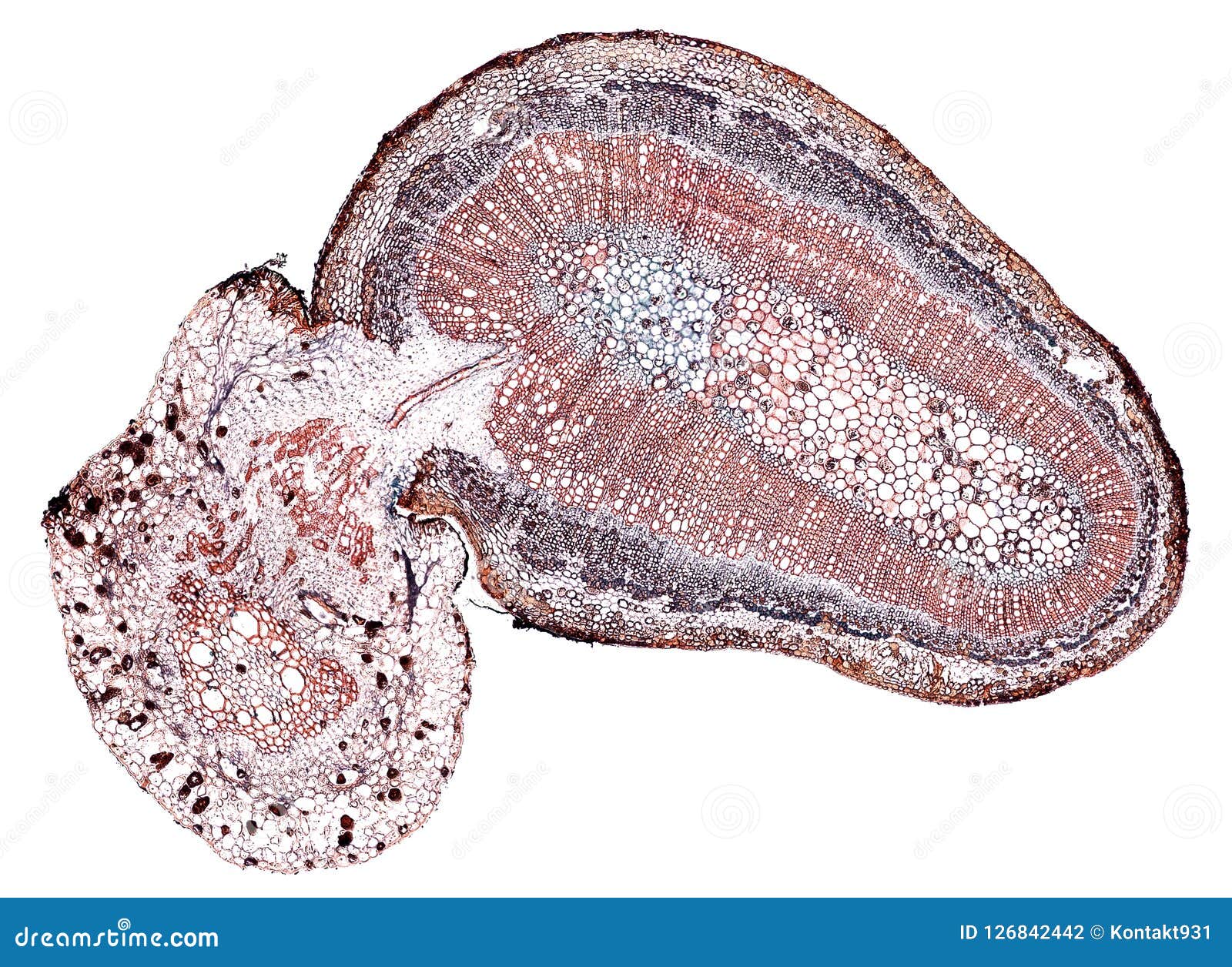Microscopic Cross Section Cut of a Plant Stem Under the Microscope ...