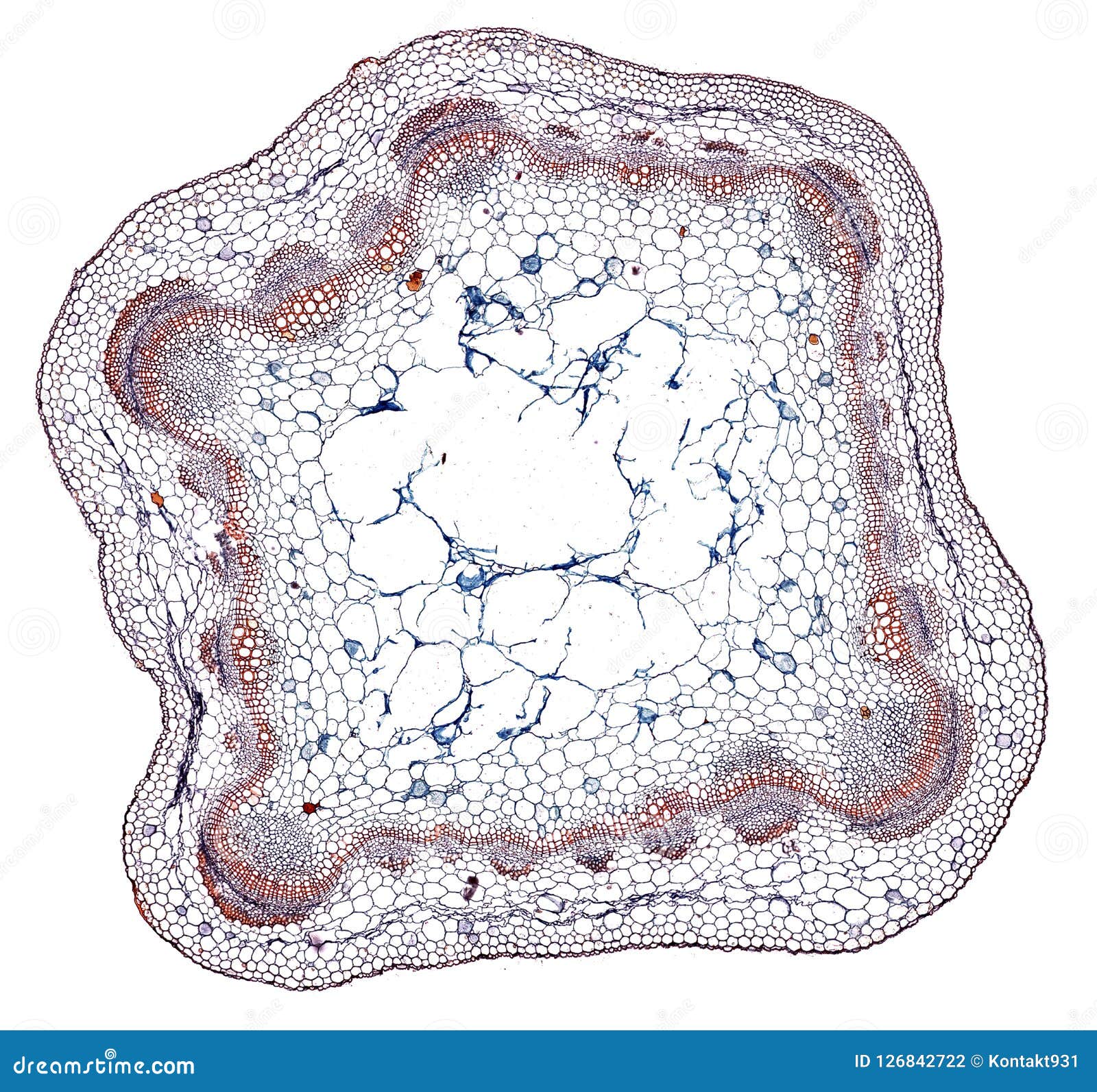 Microscopic Cross Section Cut of a Plant Stem Under the Microscope ...
