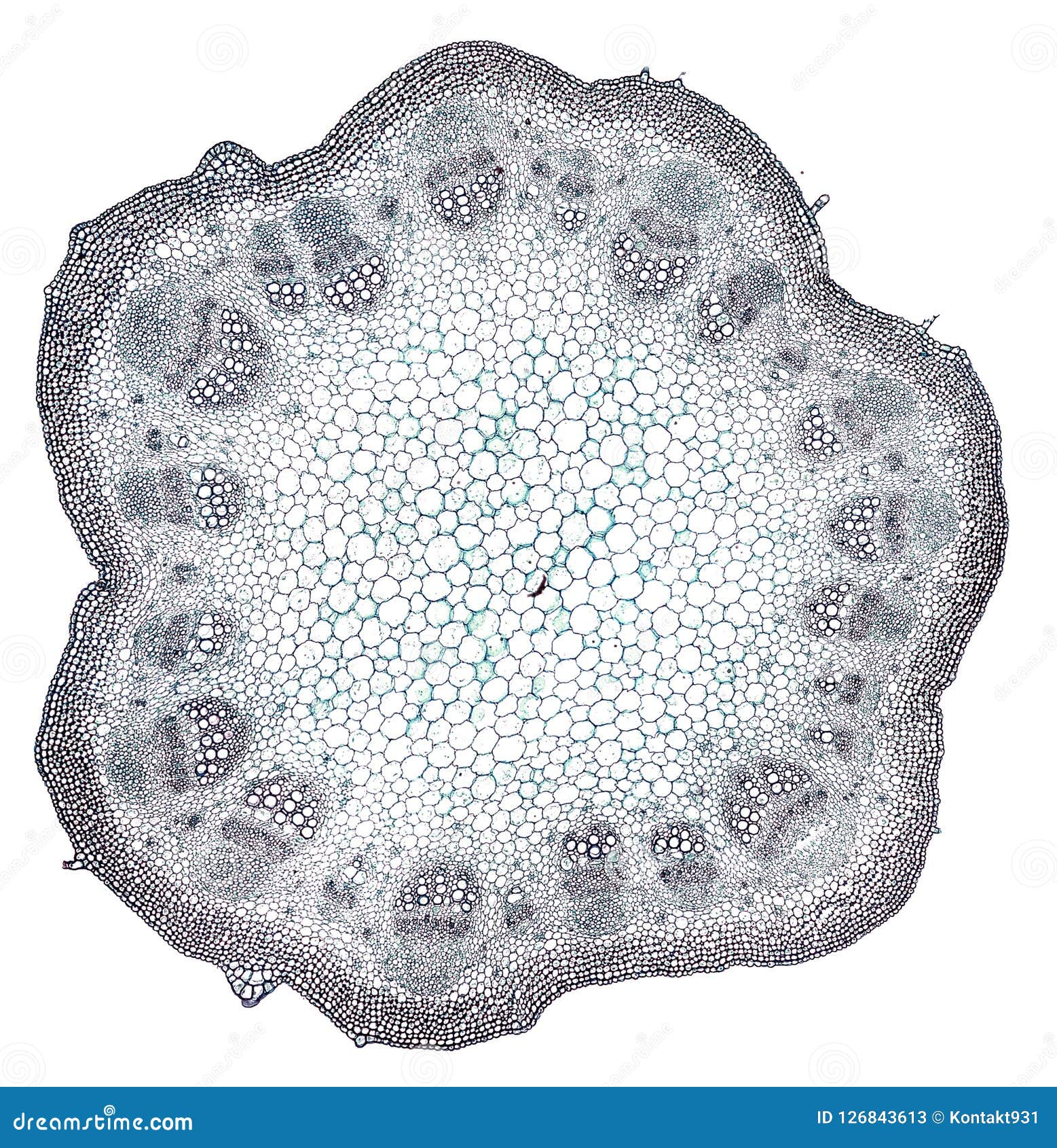 Cross Section Of A Plant Stem Under A Microscope
