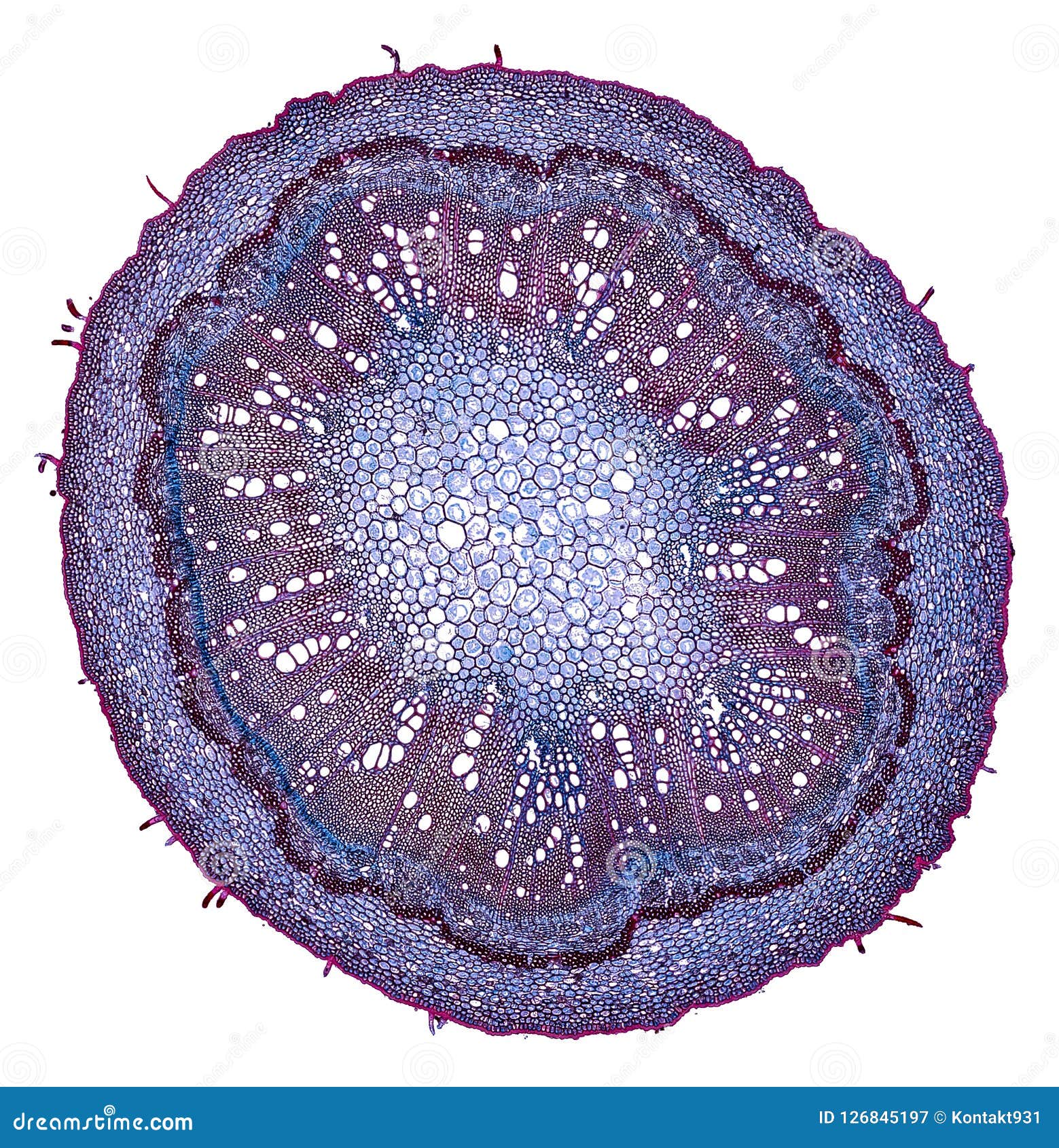 Microscopic Cross Section Cut of a Plant Stem Under the Microscope ...