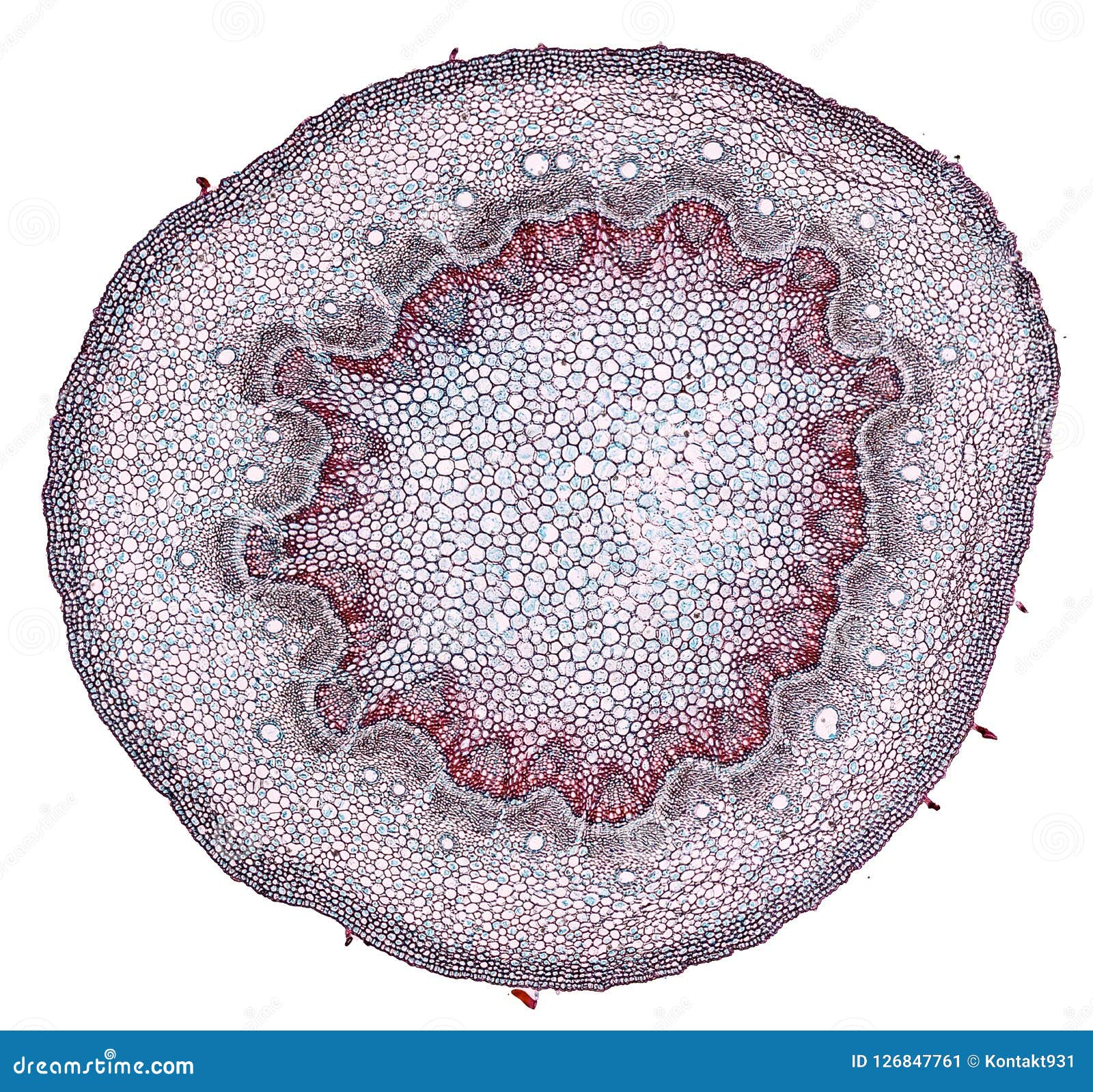 Microscopic Cross Section Cut of a Plant Stem Under the Microscope ...