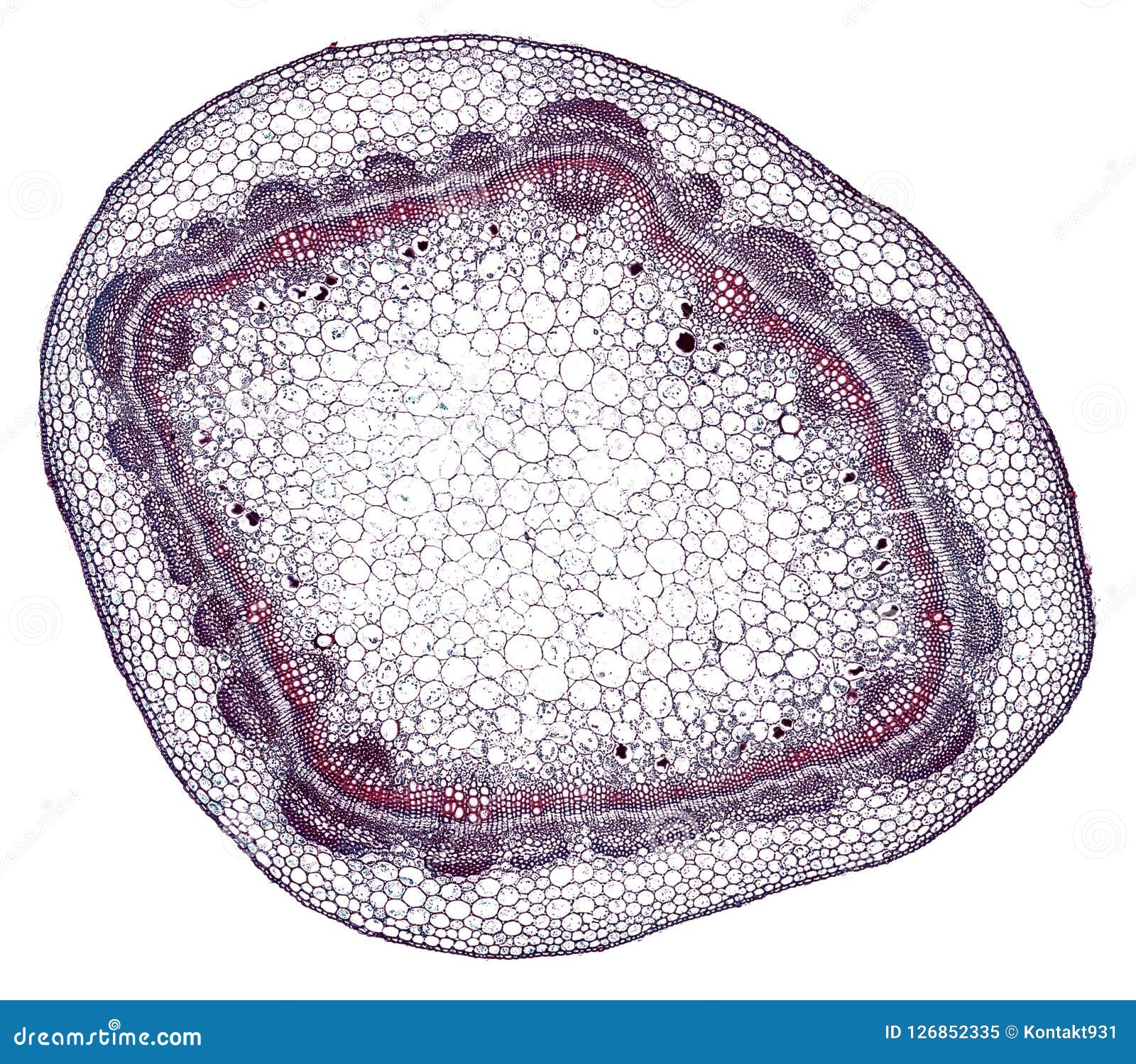 Microscopic Cross Section Cut of a Plant Stem Under the Microscope ...
