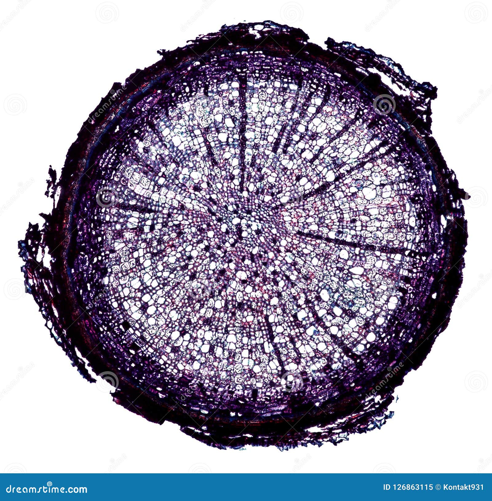 Microscopic Cross Section Cut of a Plant Stem Under the Microscope ...