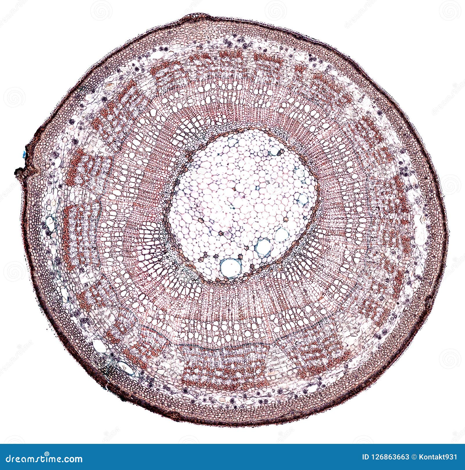 Microscopic Cross Section Cut of a Plant Stem Under the Microscope ...