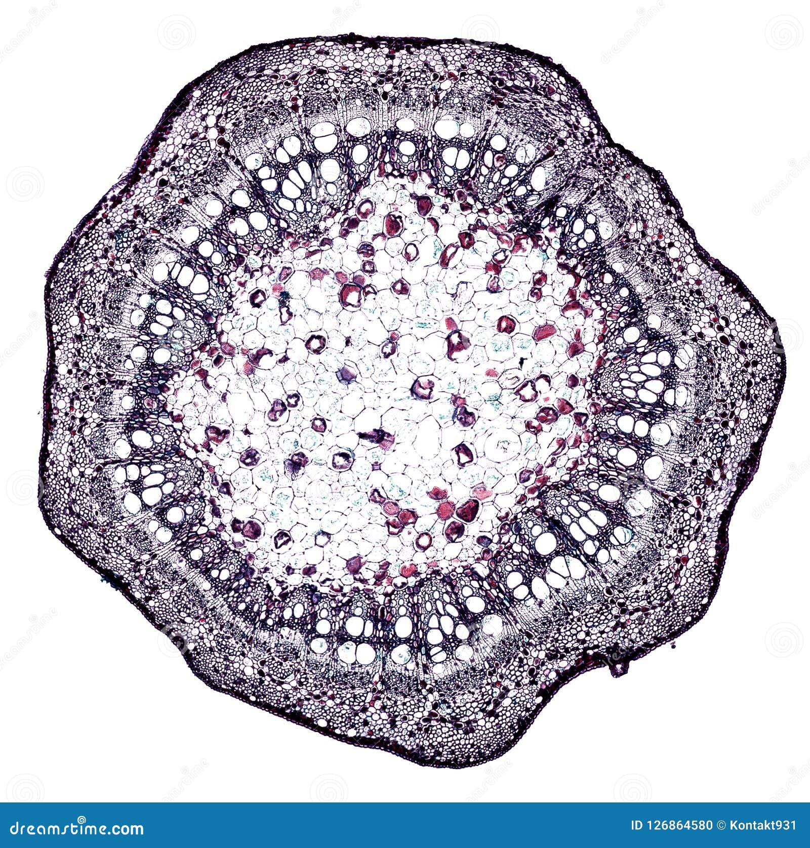 Microscopic Cross Section Cut of a Plant Stem Under the Microscope ...