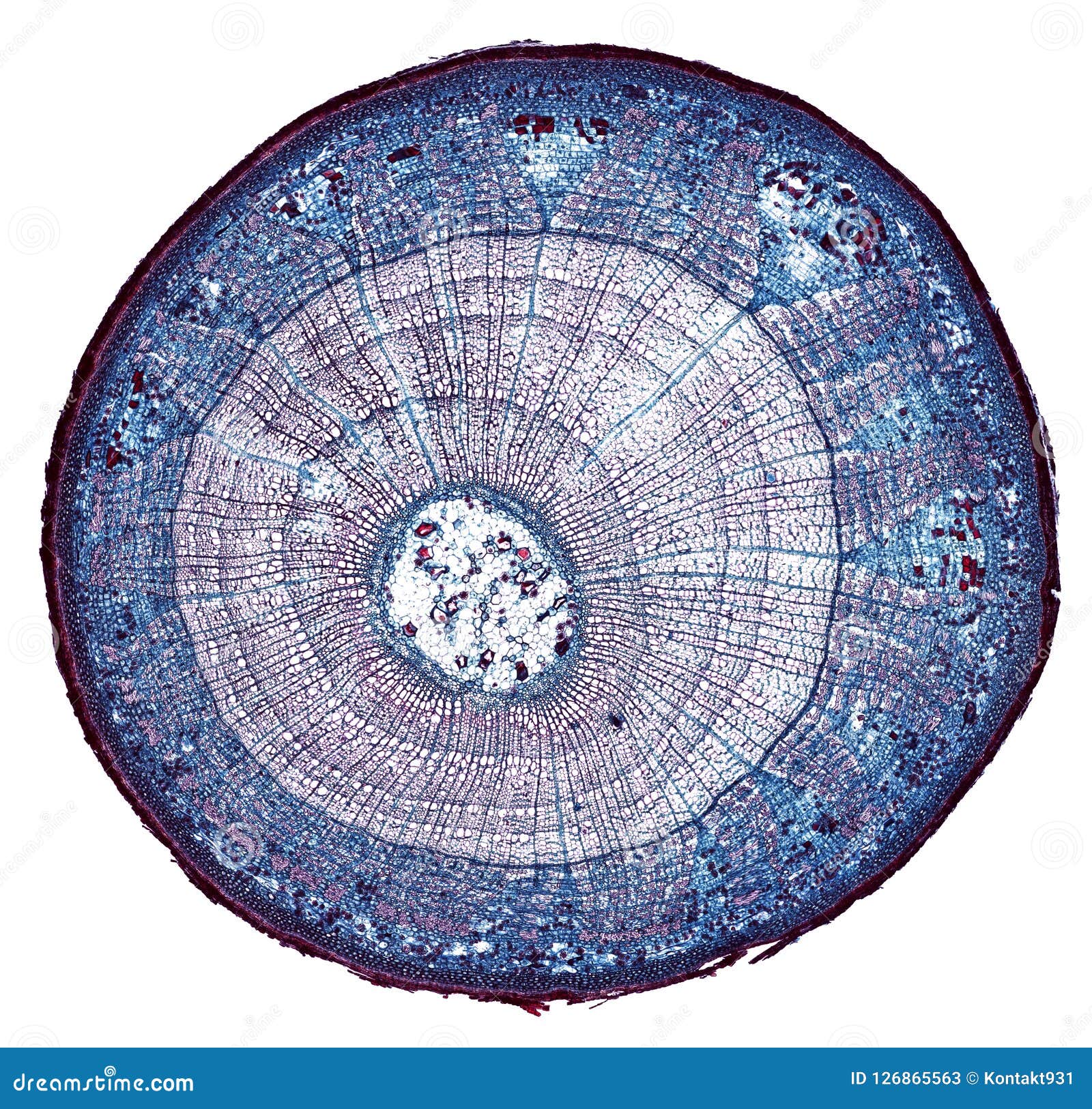 Stem Cross Section Microscope