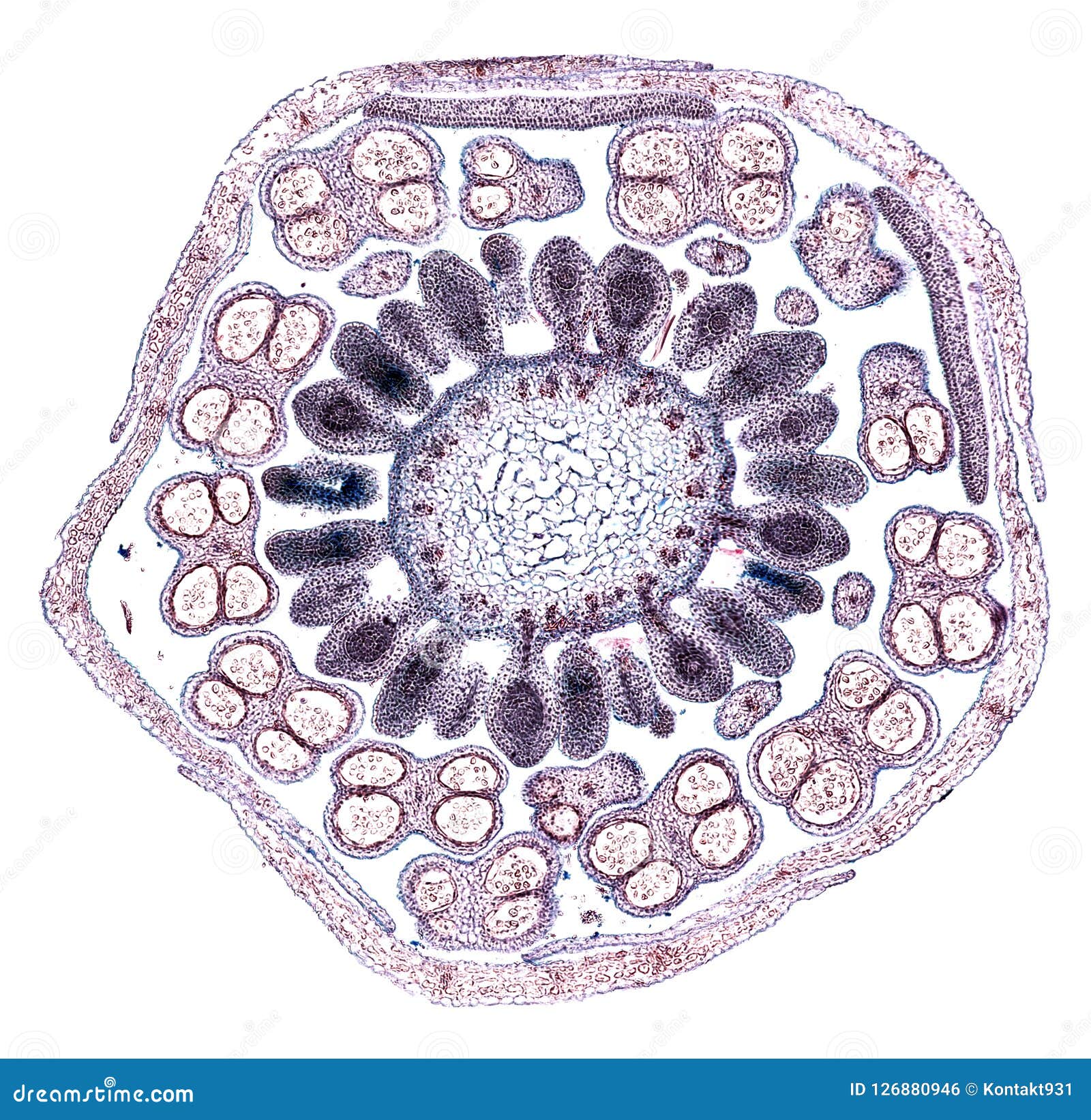 Microscopic Cross Section Cut of a Plant Stem Under the Microscope ...
