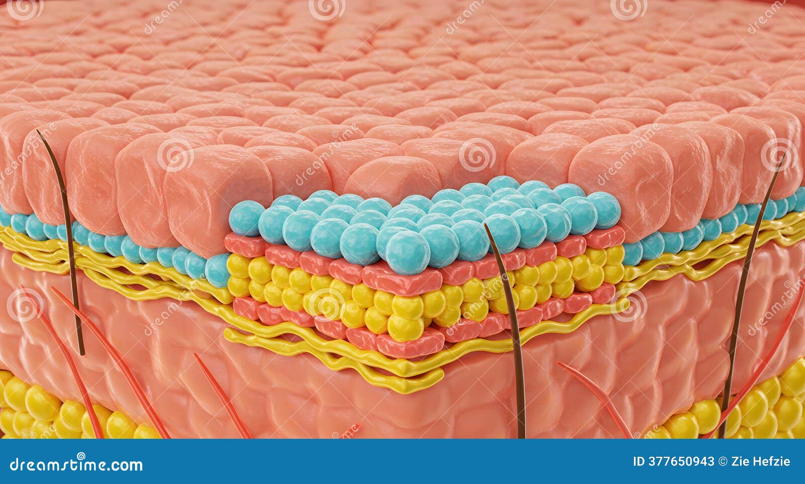Microscopic Cross Section Of Human Skin Revealing Layers Epidermis ...