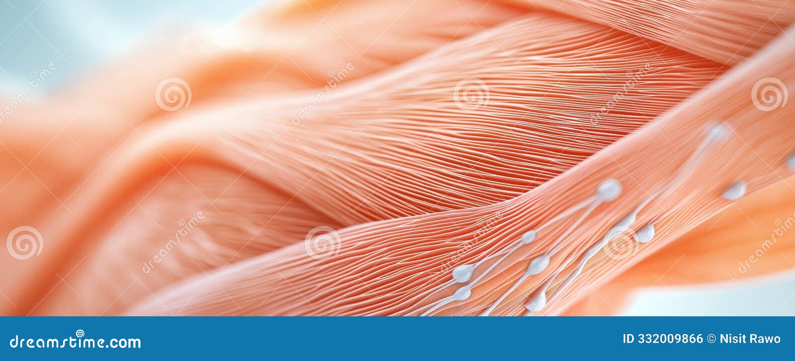 Microscopic Cross-section of Muscle Tissue, Showing Detailed Striations ...