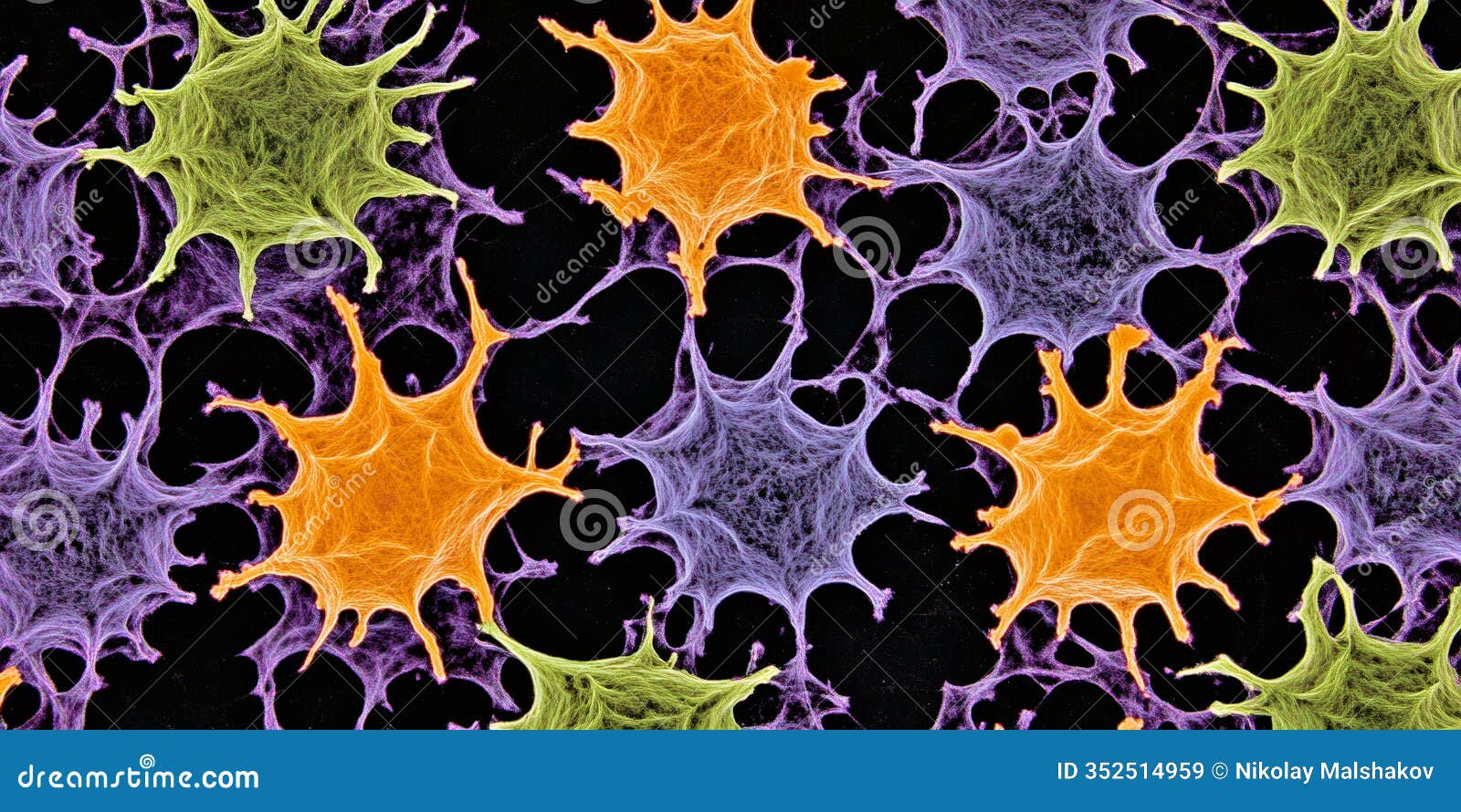 Microscopic Dendritic Cells Spreading Branching Projections, Triggering ...