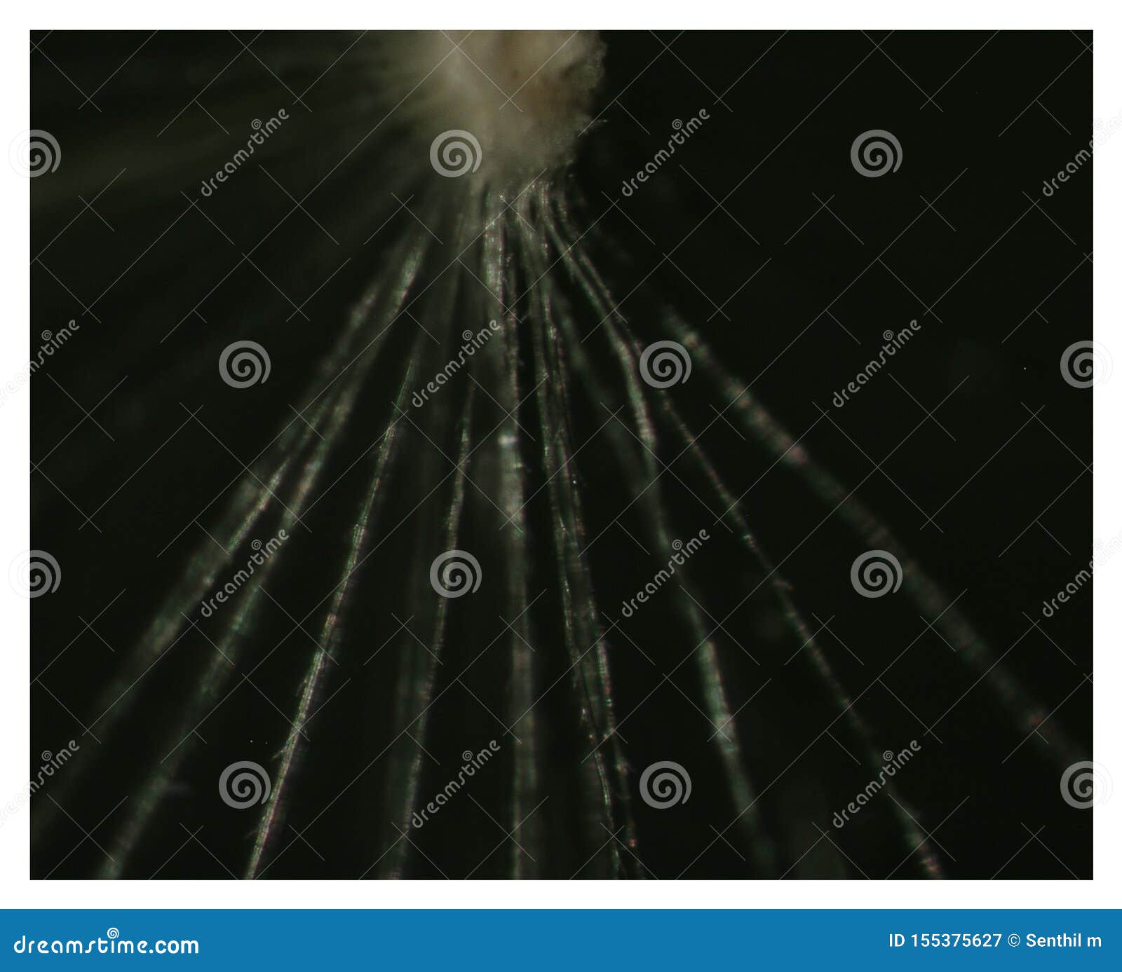 Microscopic Details of Dandelion Stock Image - Image of ...