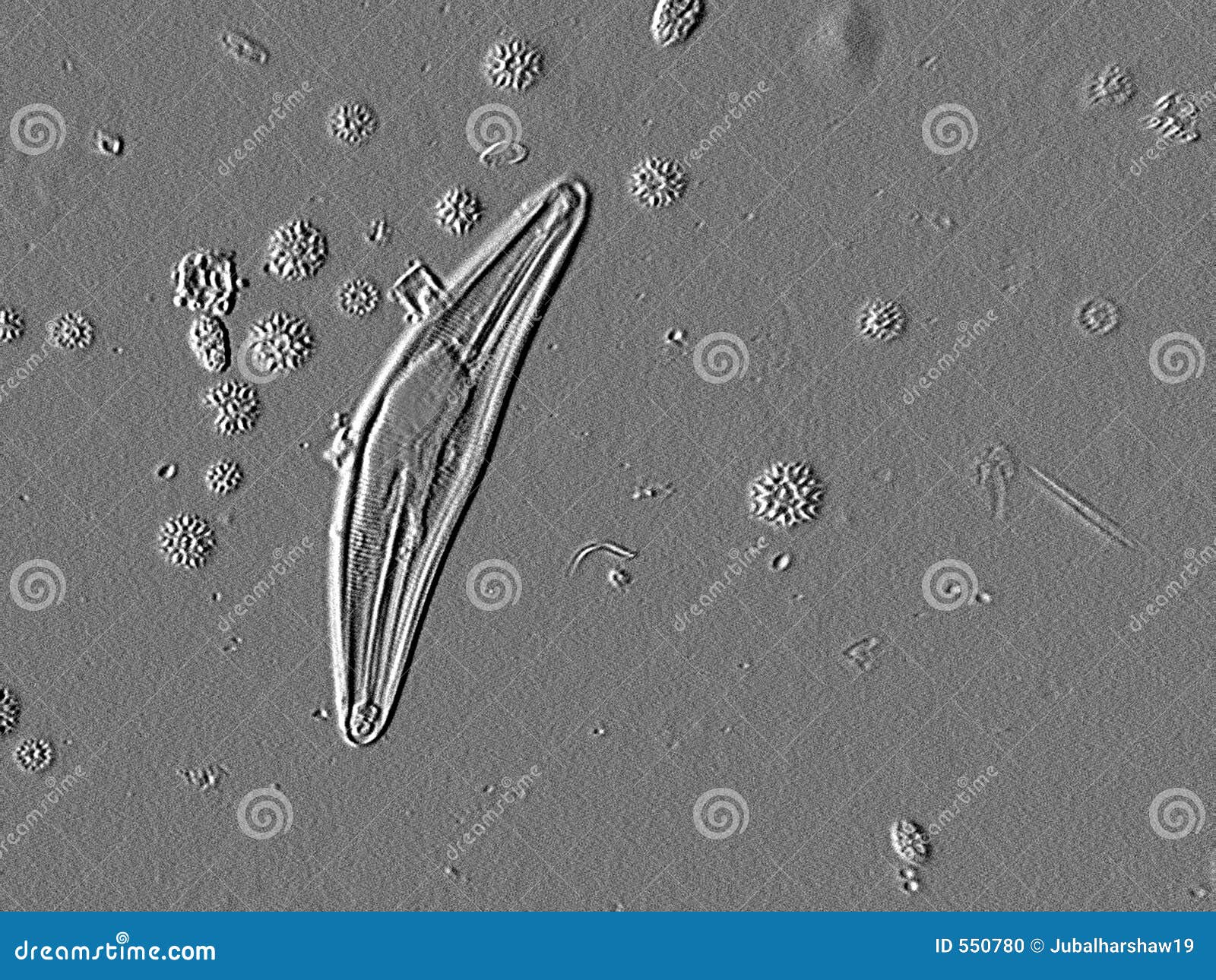Microscopic Diatom stock photo. Image of diatom, symmetry - 550780