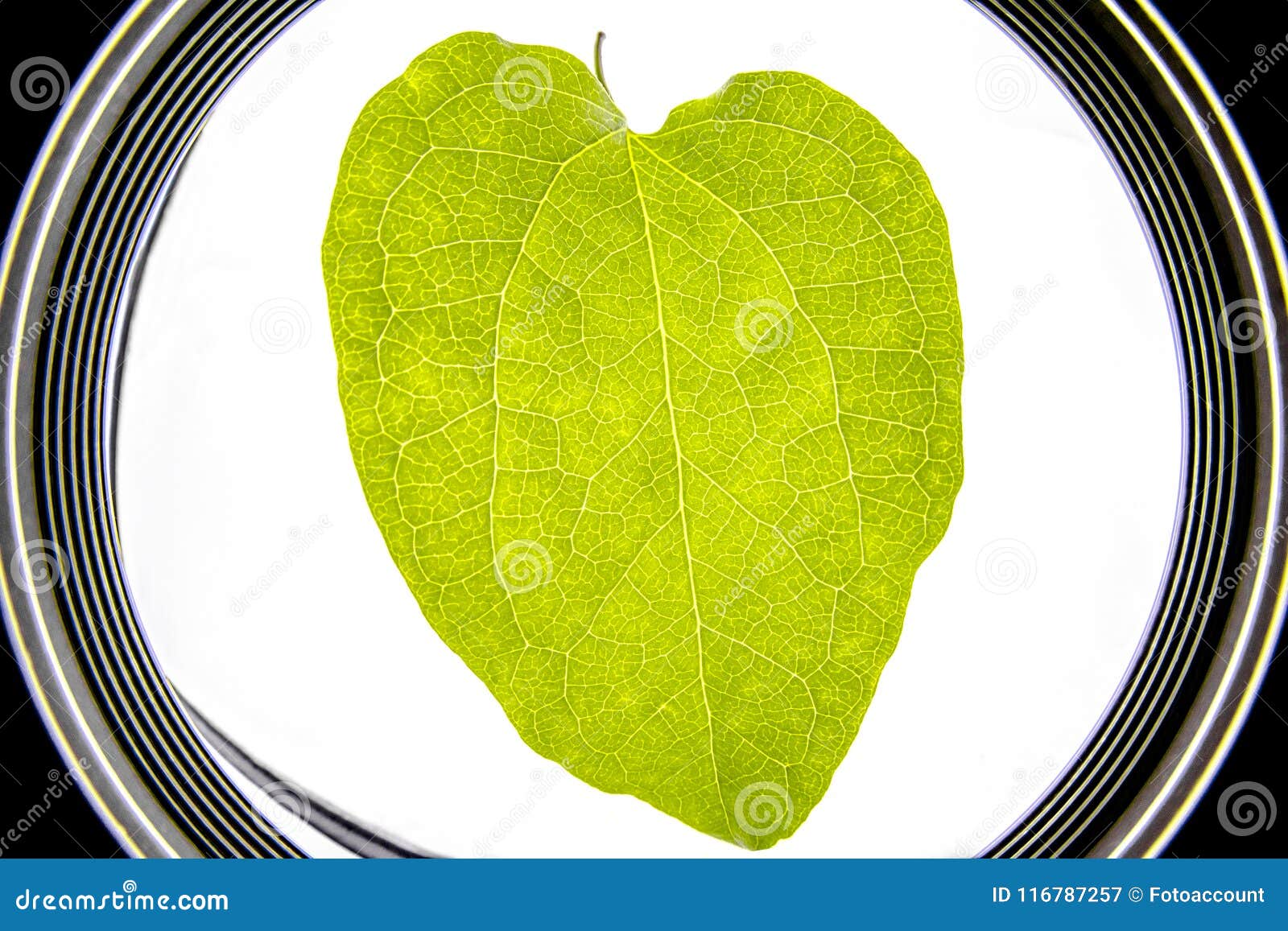 Microscopic Fisheye View of a Green Leaf - Close Up View with Le Stock ...
