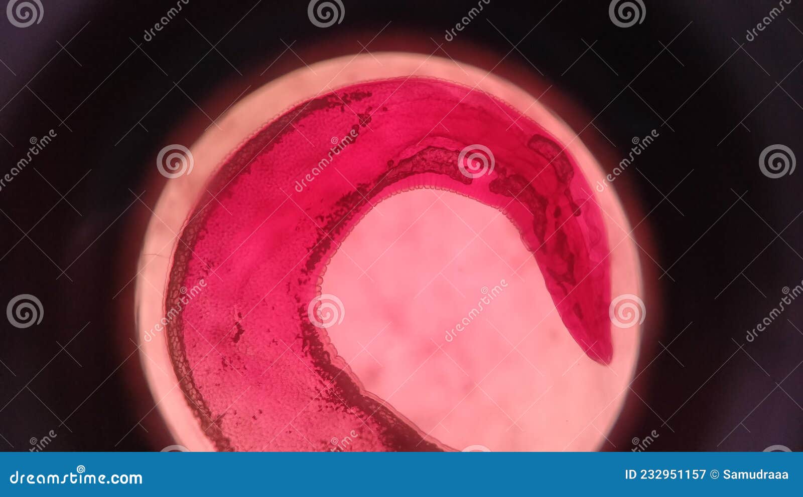 Aquaria Worm Photos - Free & Royalty-Free Stock Photos from Dreamstime