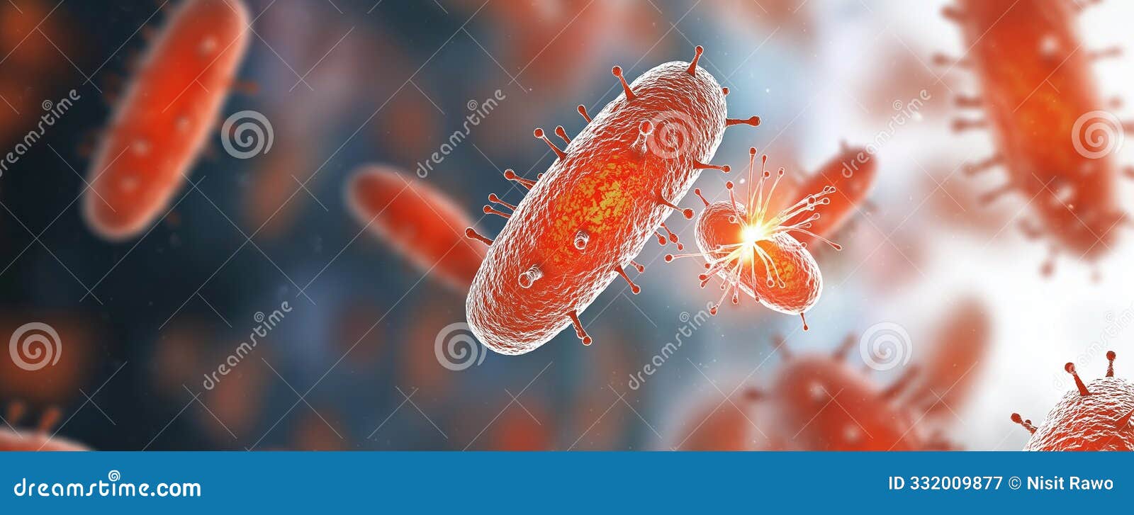 Microscopic Image of Bacterial Cells Dividing, with Clear View of ...