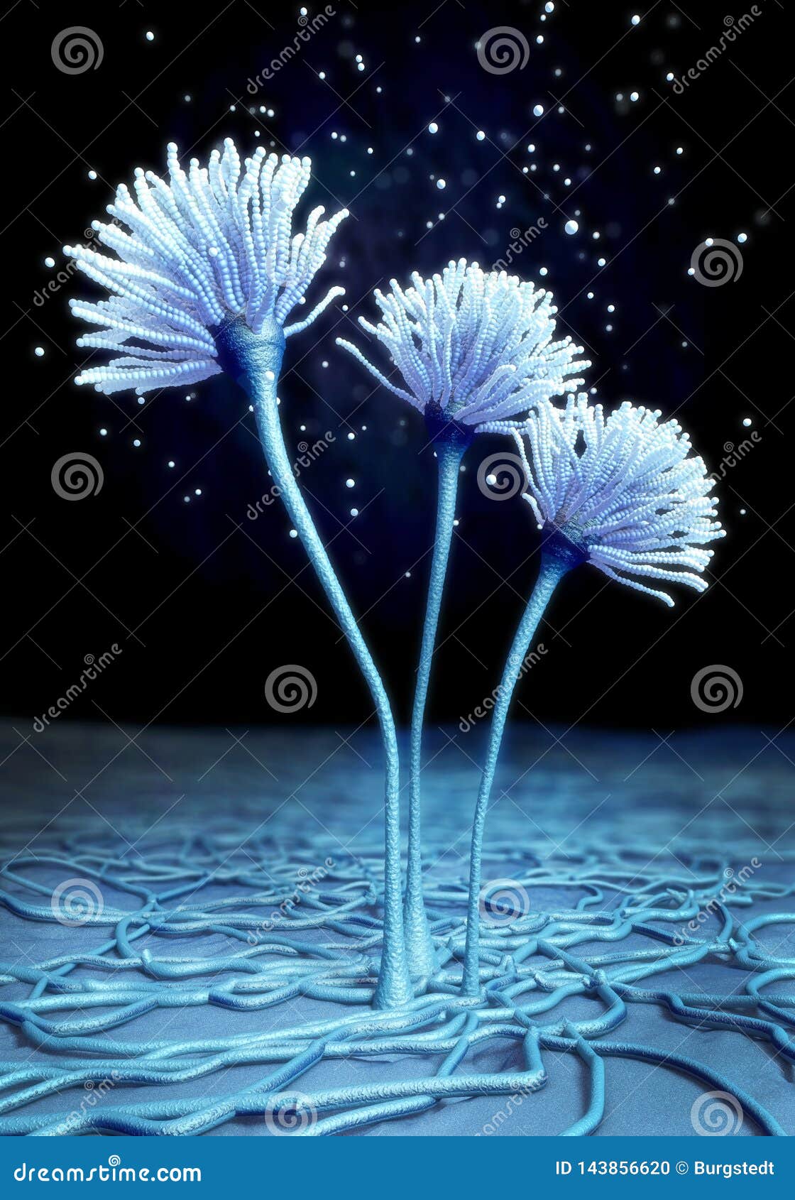 Microscopic Image of Growing Molds or Mold Fungus and Spores Stock ...