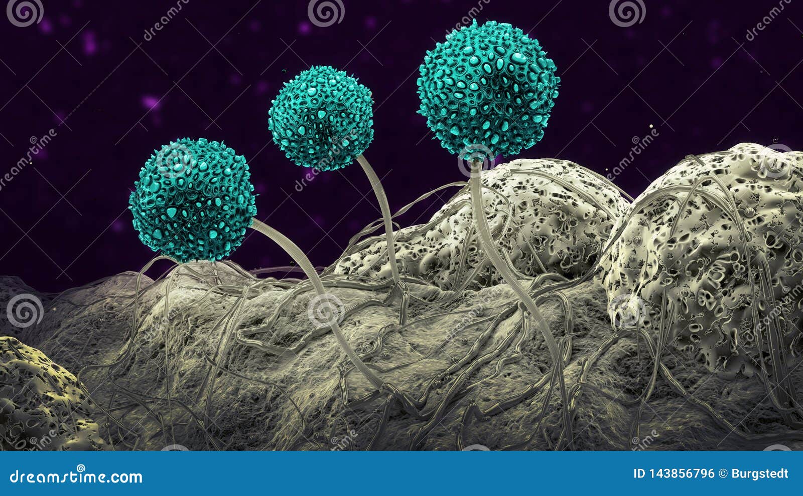 Microscopic Image of Growing Molds or Mold Fungus and Spores Stock ...