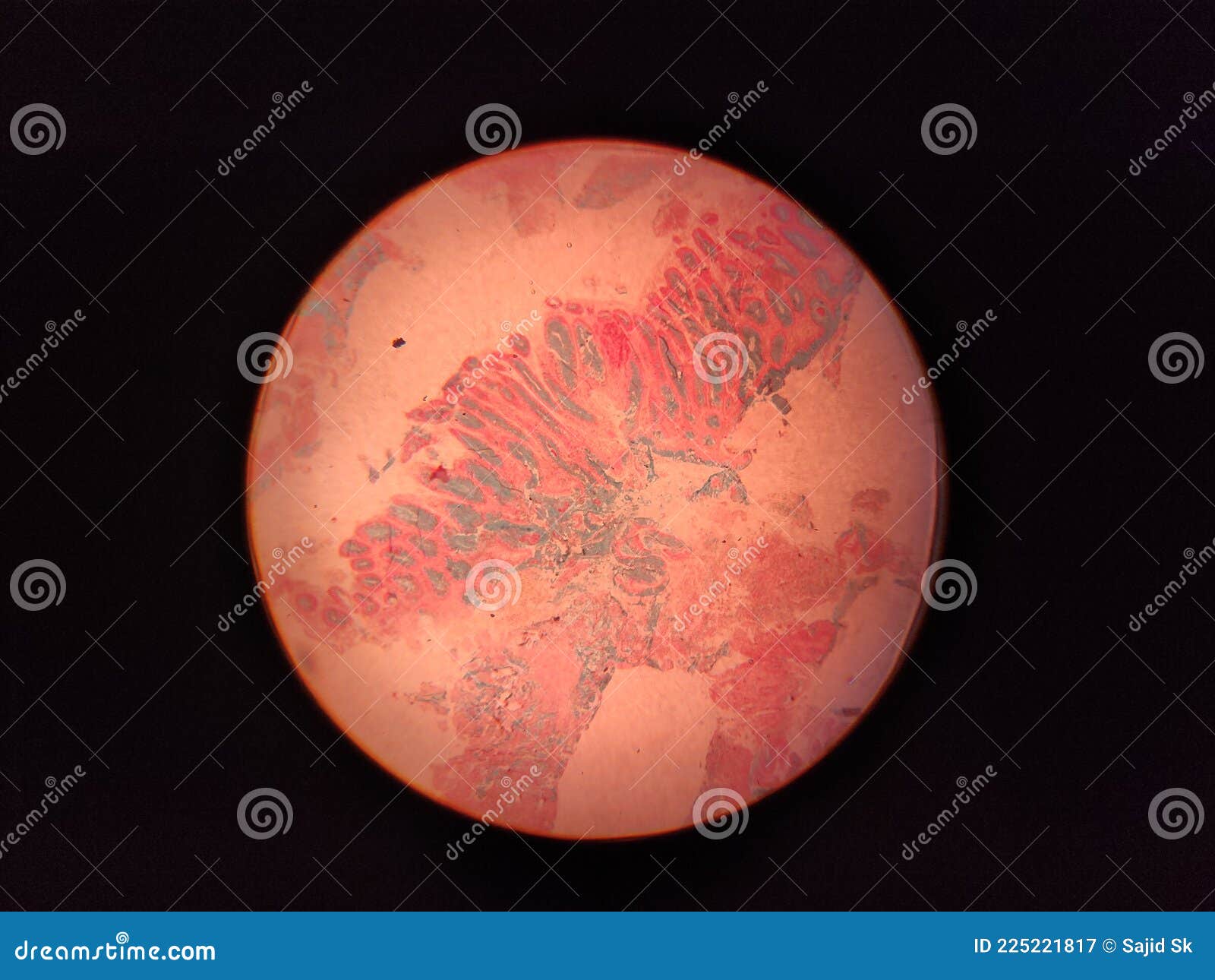 Microscopic Image of a Human Tissue Stain Slide. Histology Stain Stock ...