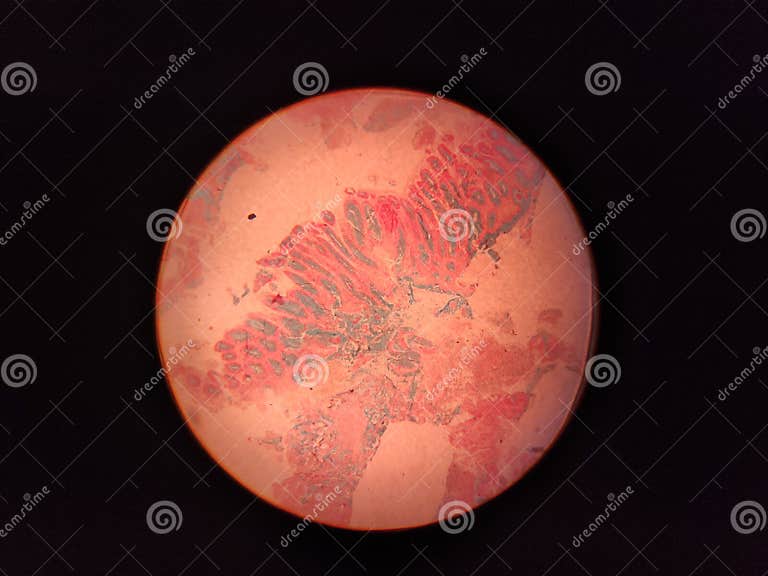 Microscopic Image of a Human Tissue Stain Slide. Histology Stain Stock ...